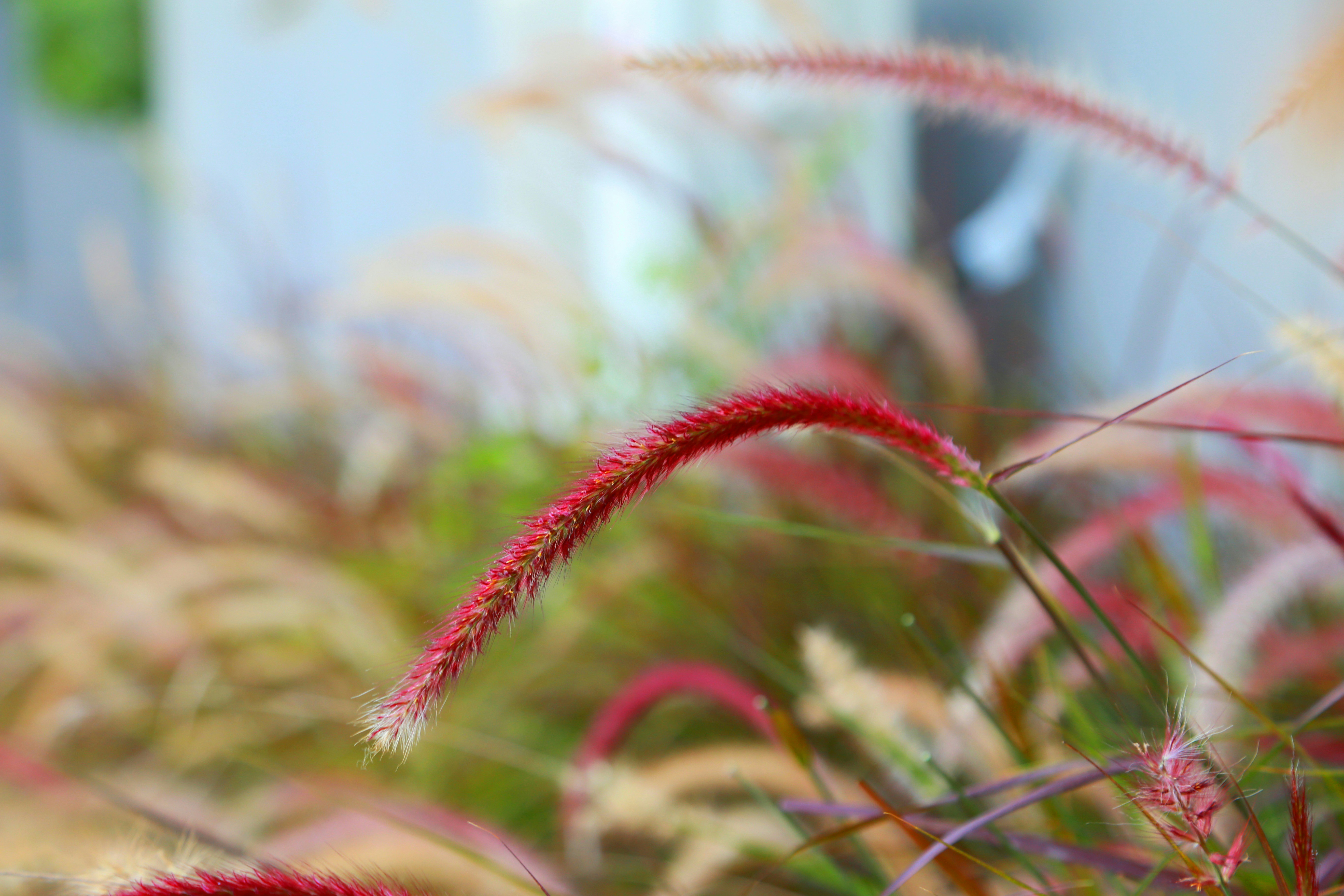 Vibrant red grass swaying gently amidst a backdrop of soft greens and browns, capturing the essence of nature's movement.