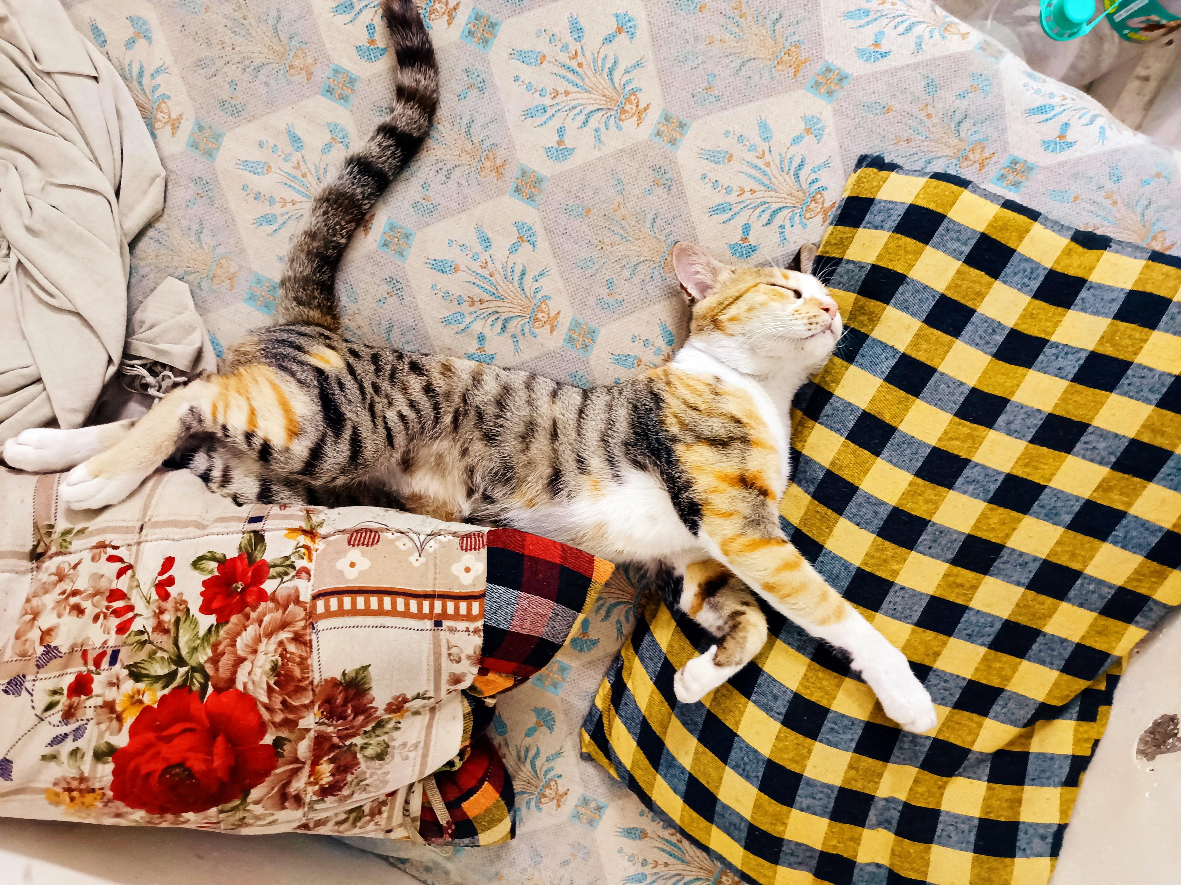 Patchwork Recline: Calico Cat Sprawled Across Cushions