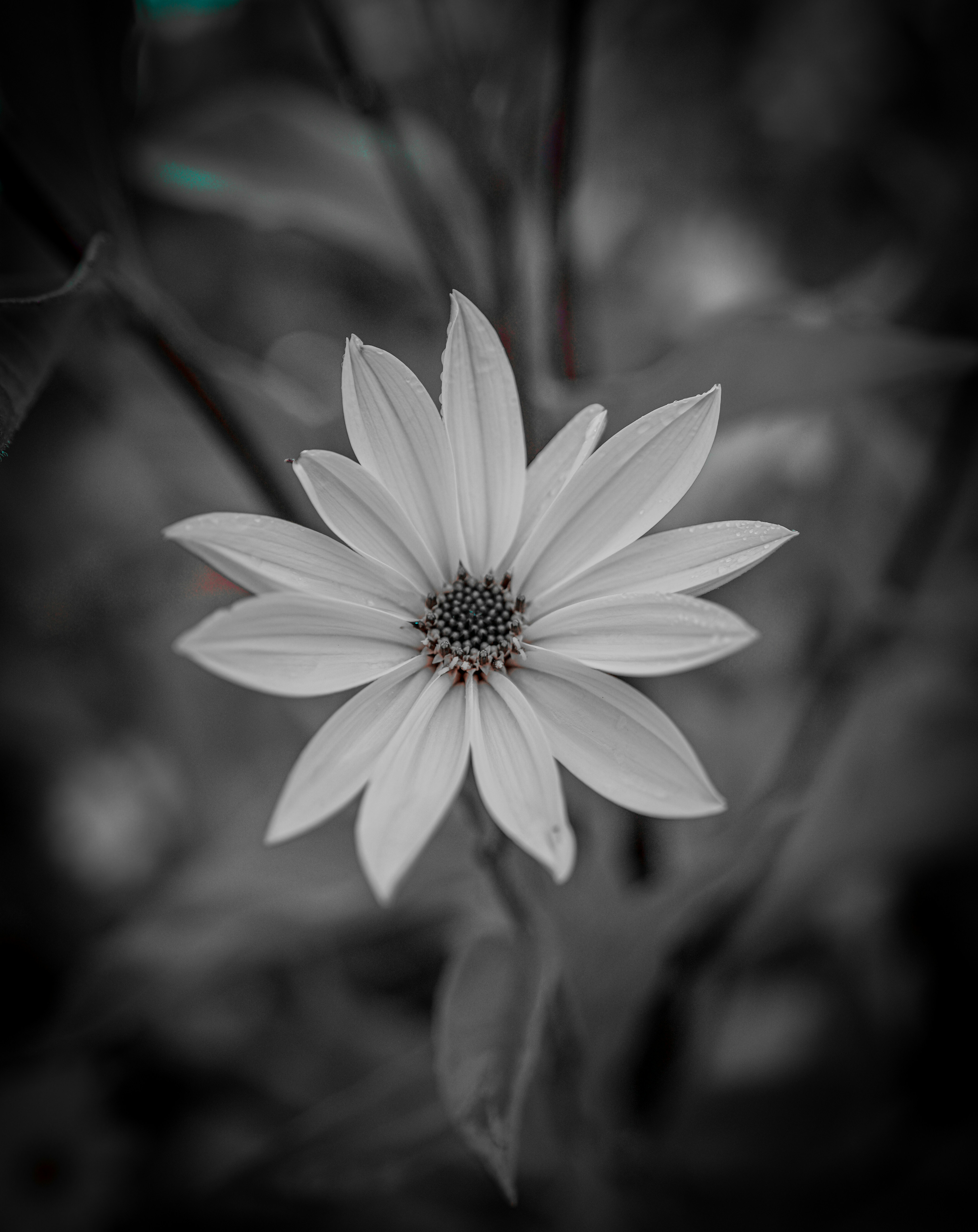 Delicate white flower with pointed petals and a contrasting dark center, surrounded by muted foliage.