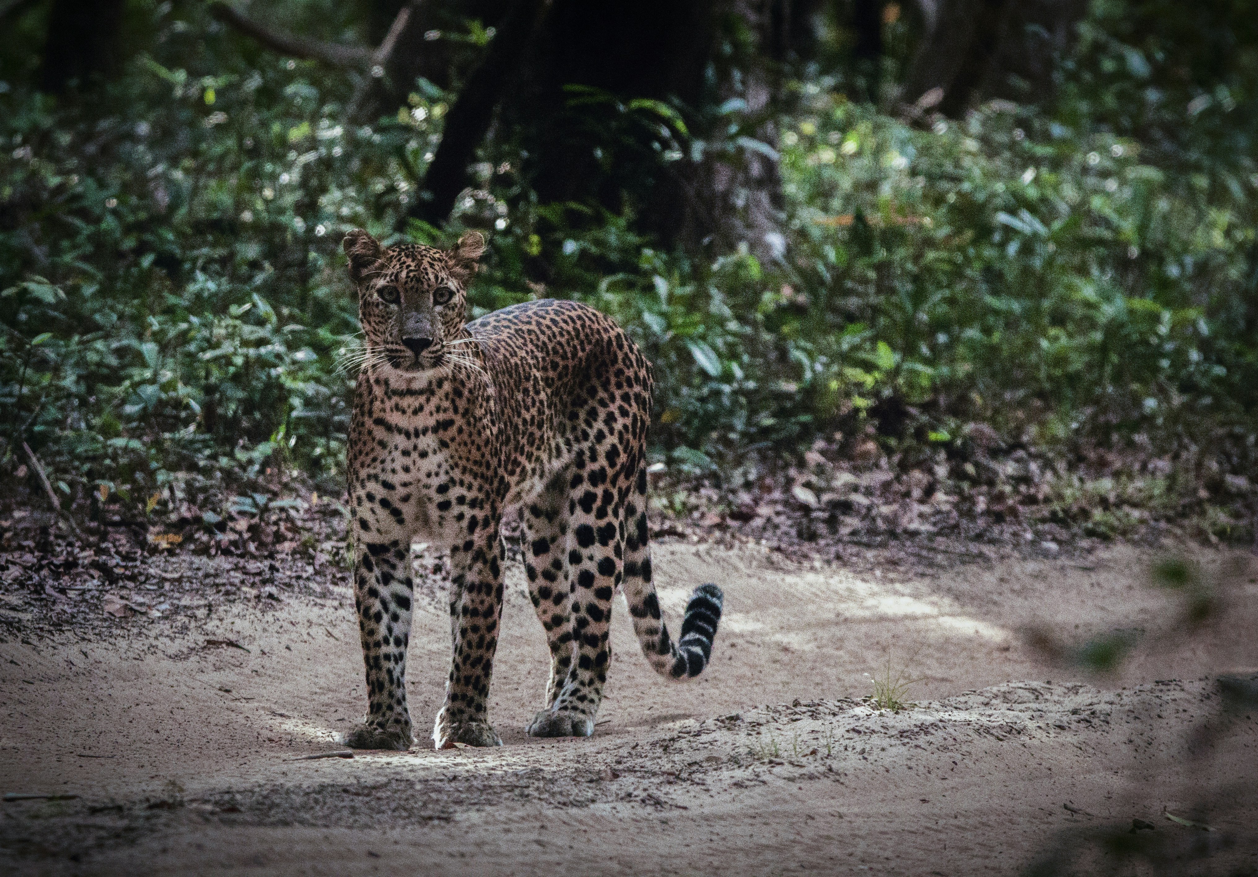 Leopard Poised on a Dusty Forest Path