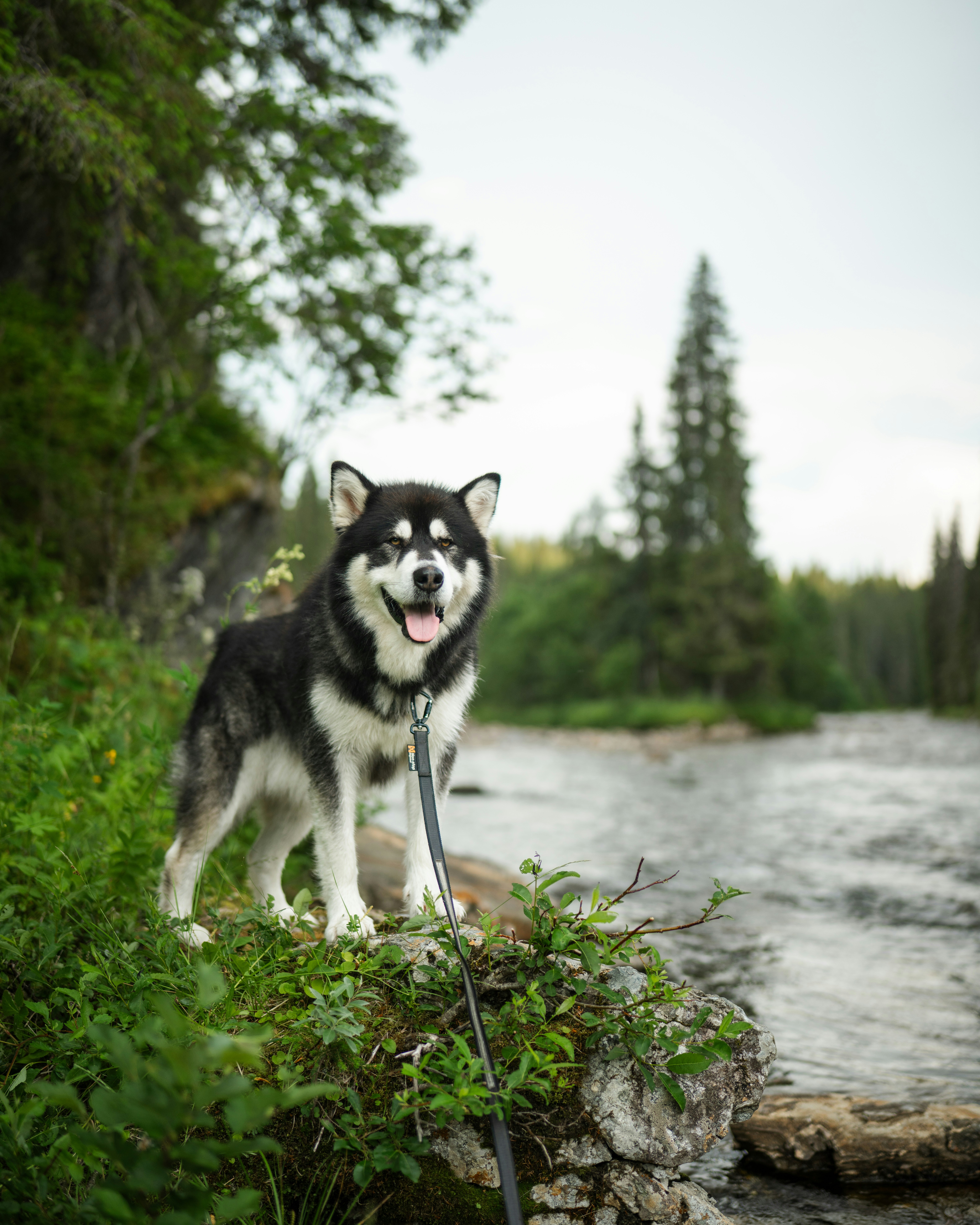 Yuki | A happy husky stands by a flowing river.