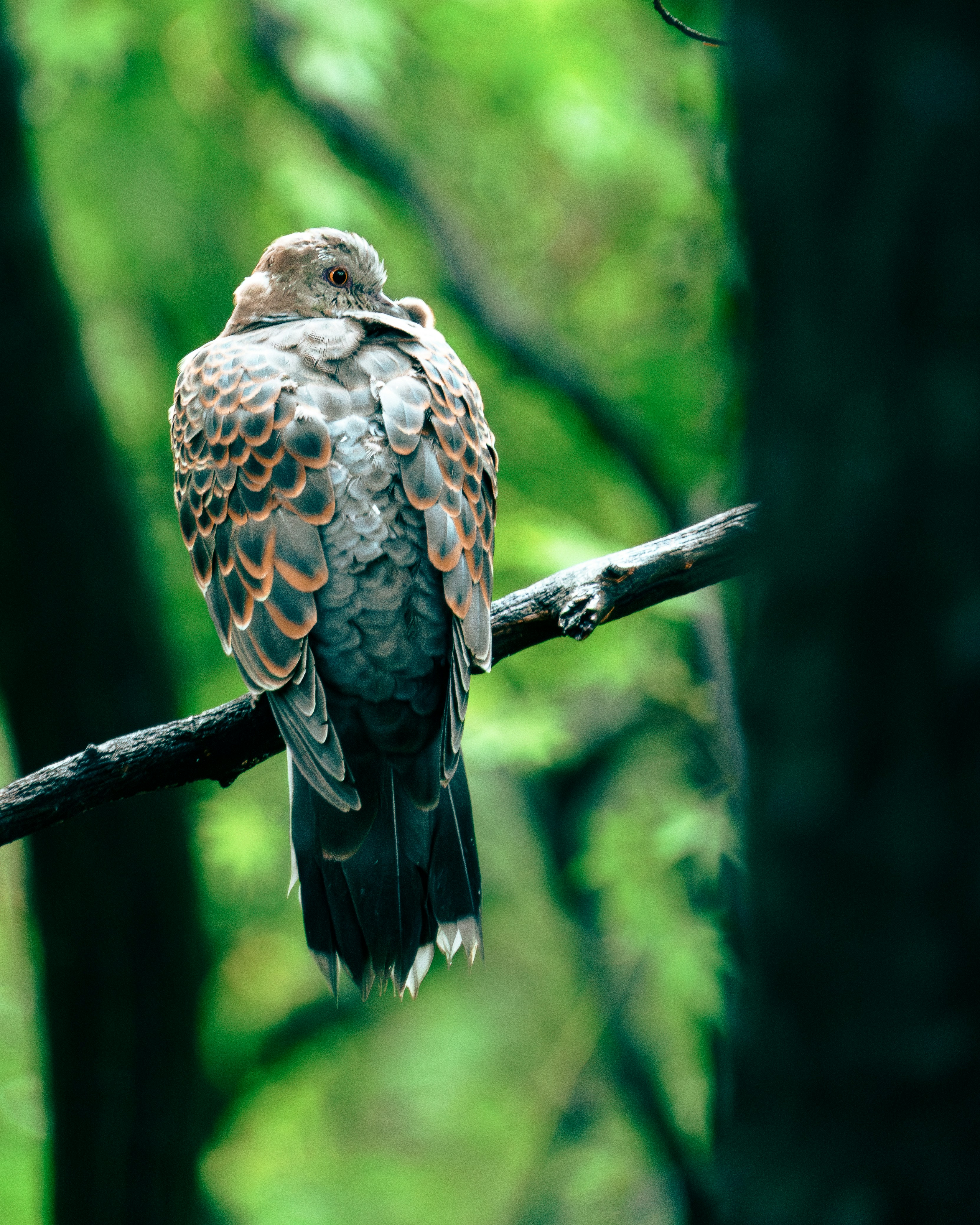 Silent Sentinel of the Canopy