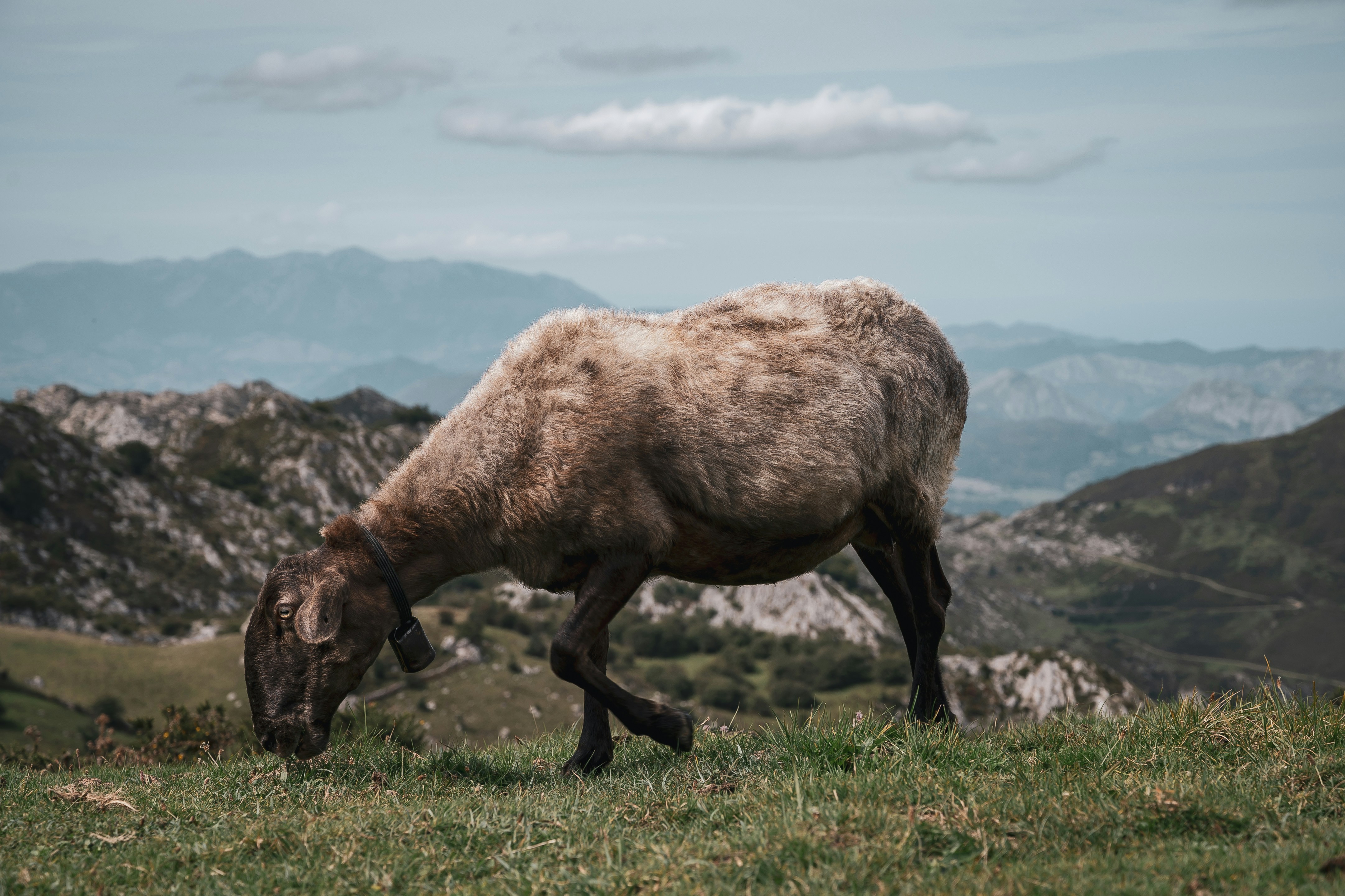 Grazing Serenity in Mountain Pastures