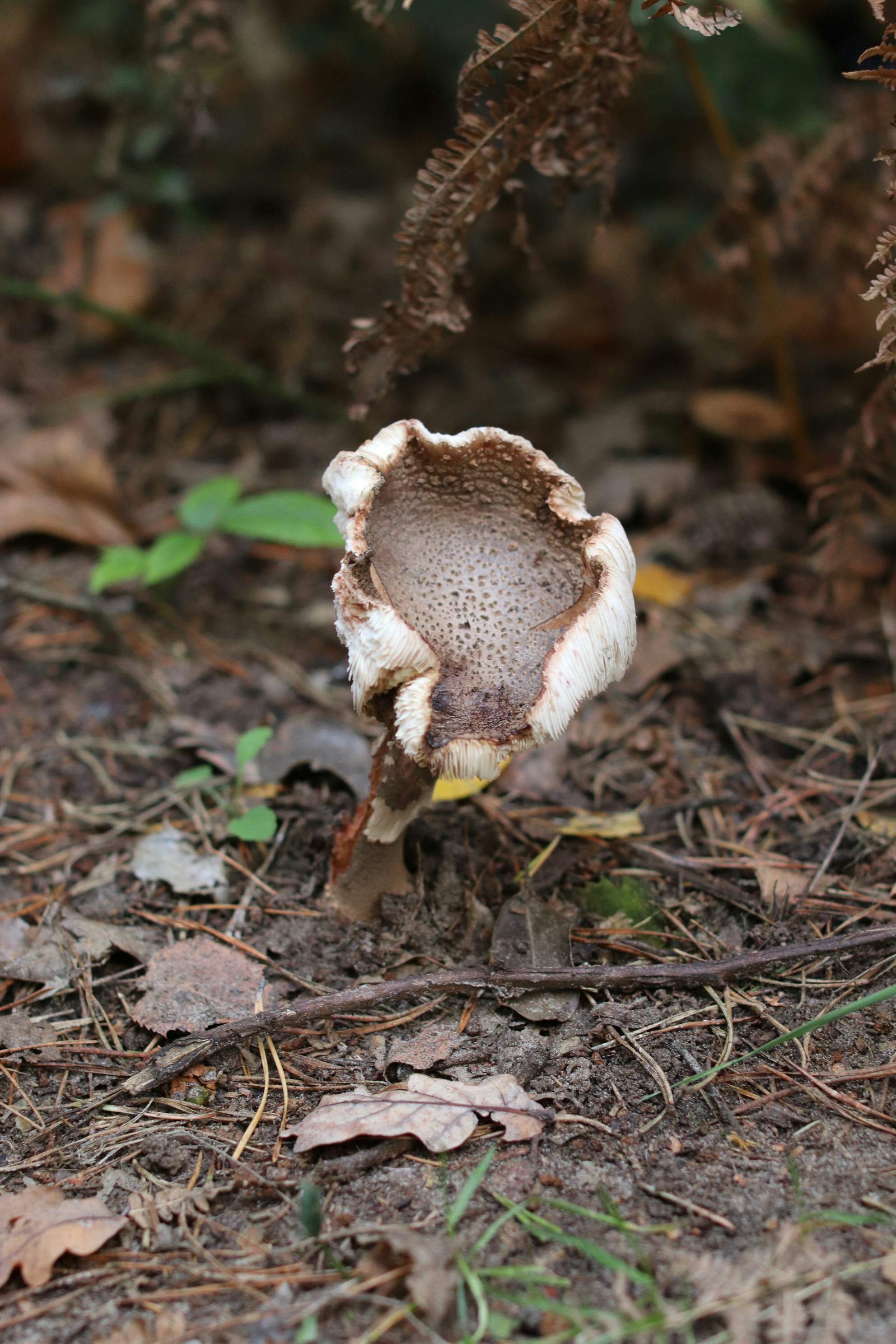 Nature's Hollowed Sculpture
