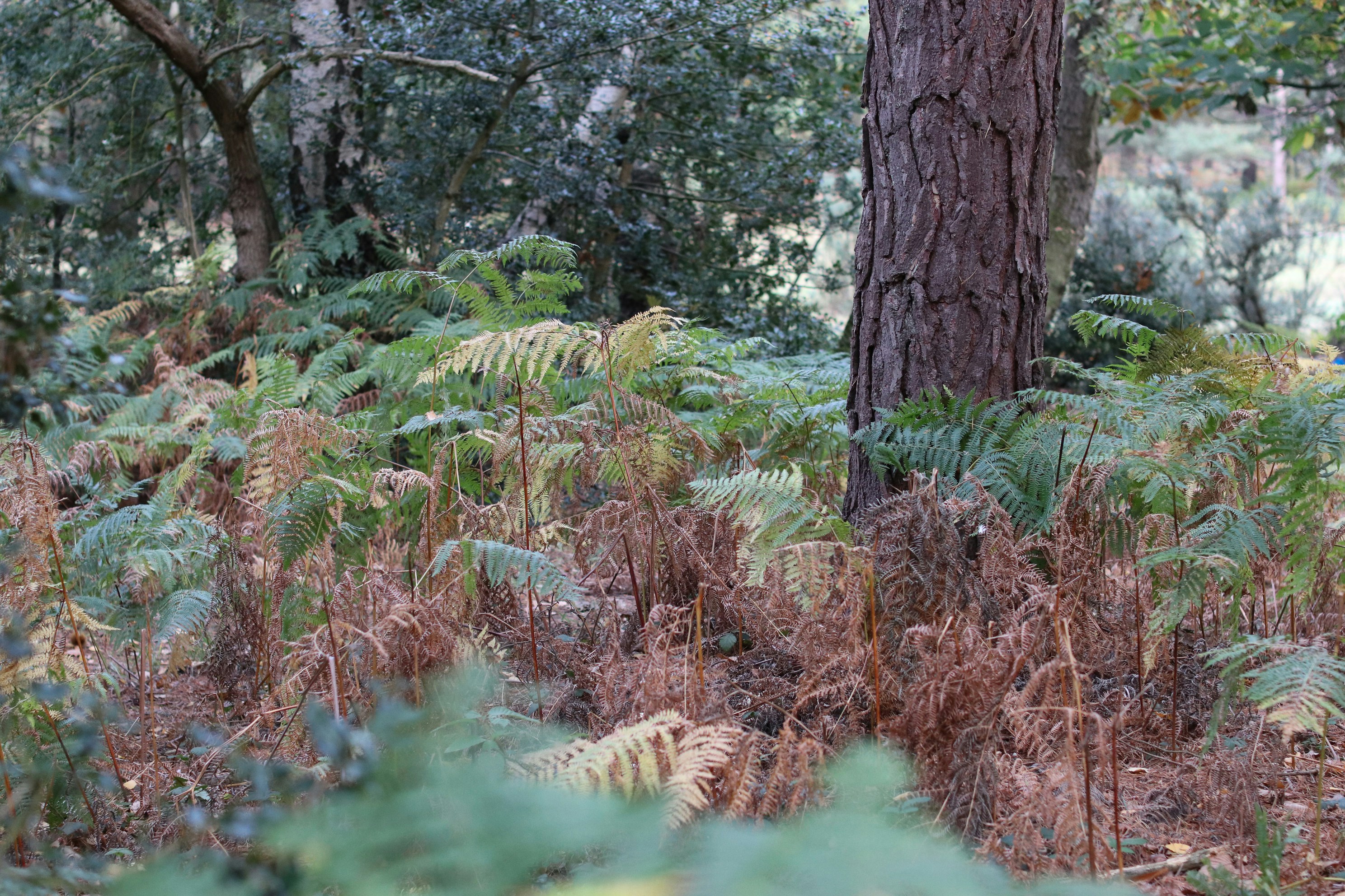 Suelo de bosque con helechos y un tronco de árbol foto – Imagen de ...