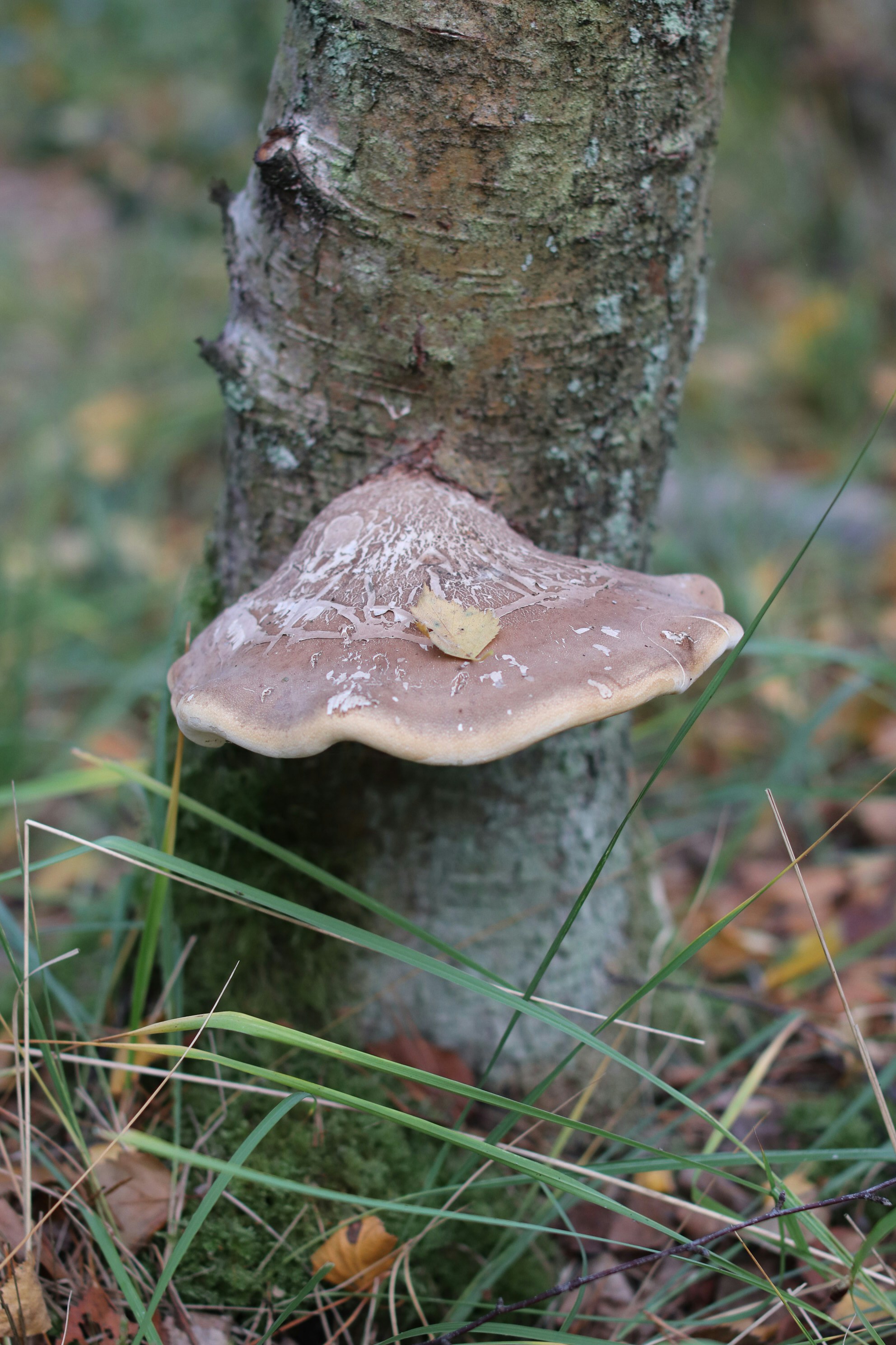 Photo by Tanya Barrow with Canon EOS 77D