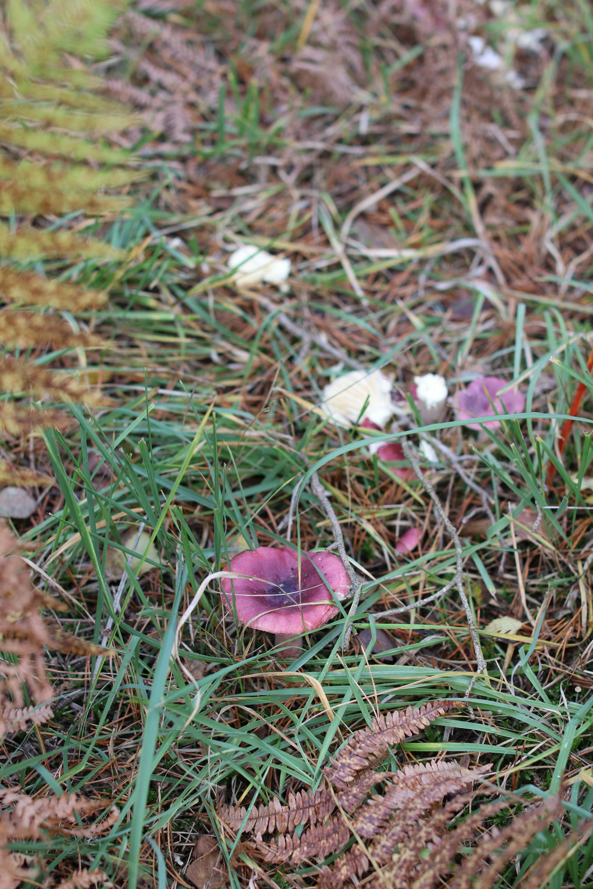 Whispers of the Forest Floor
