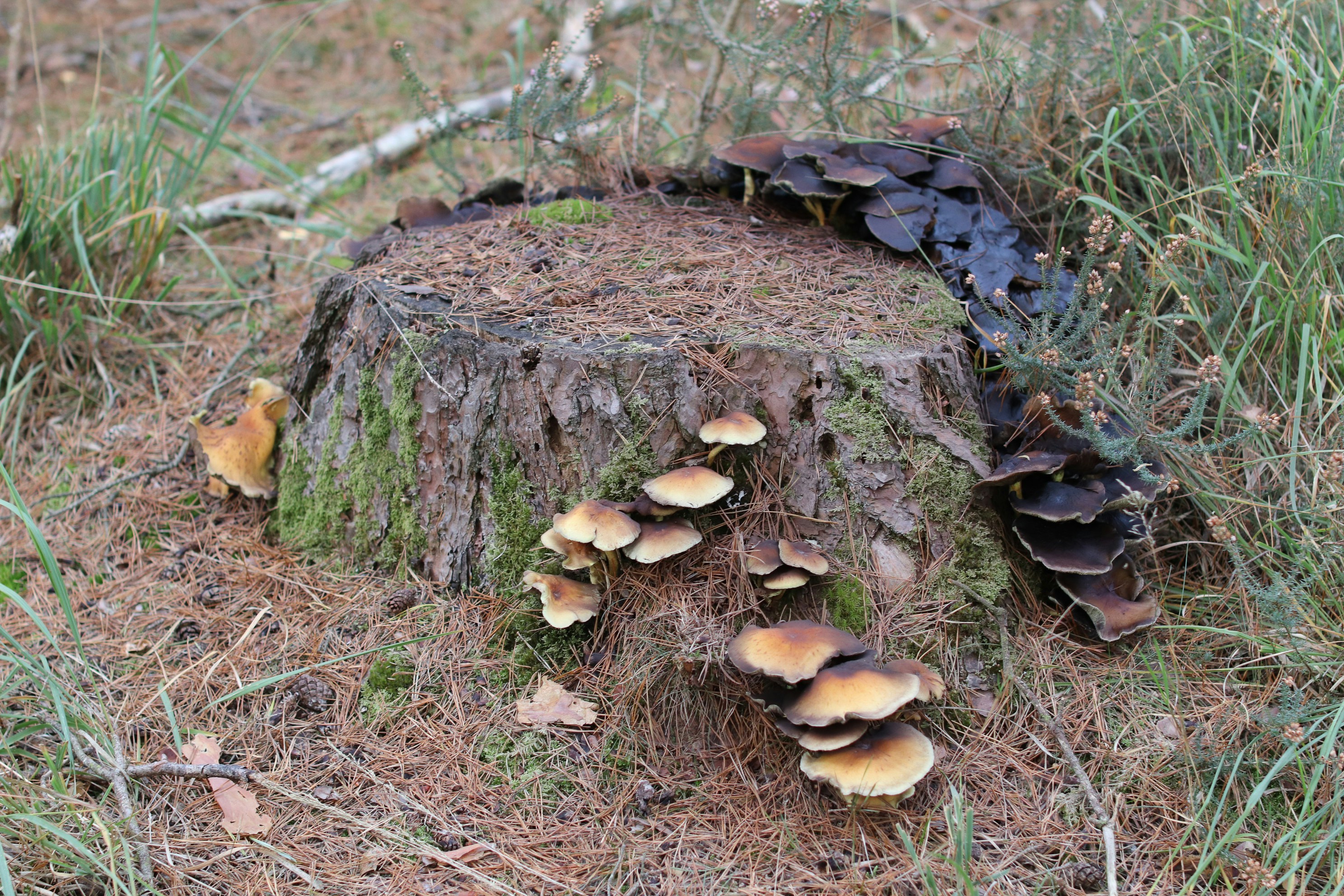 Nature's Resilience: The Life on a Stump