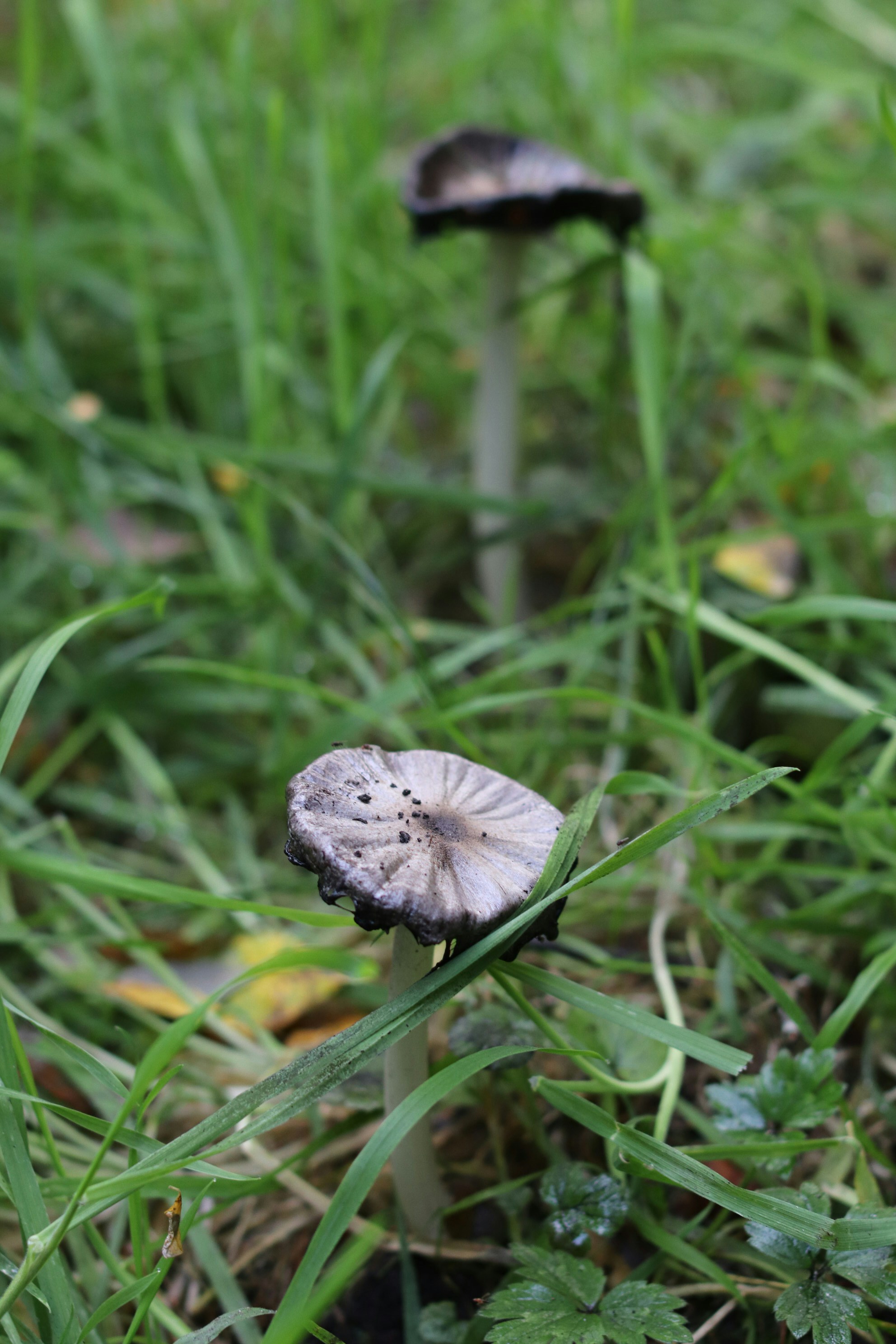 Whispers of the Forest Floor: A Mushroom's Tale