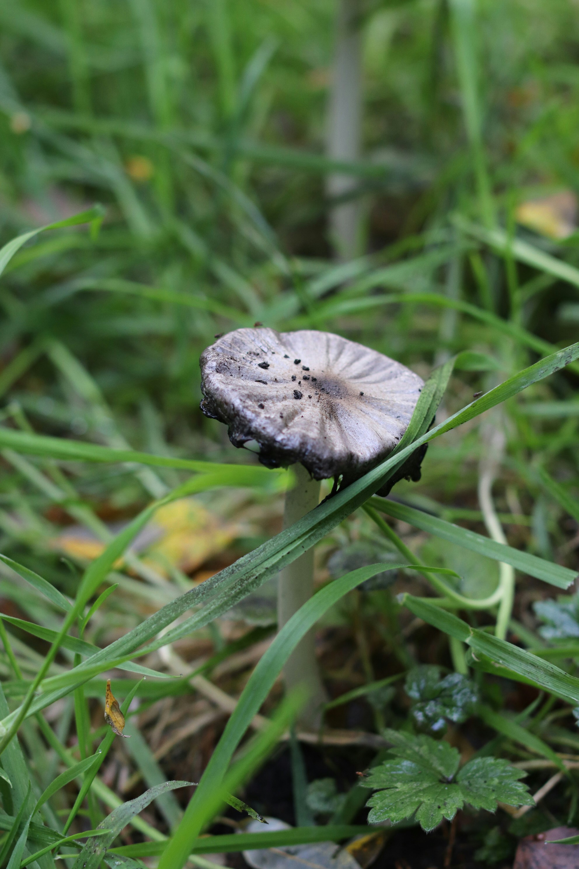 Nature's Subtle Elegance: A Mushroom's Tale