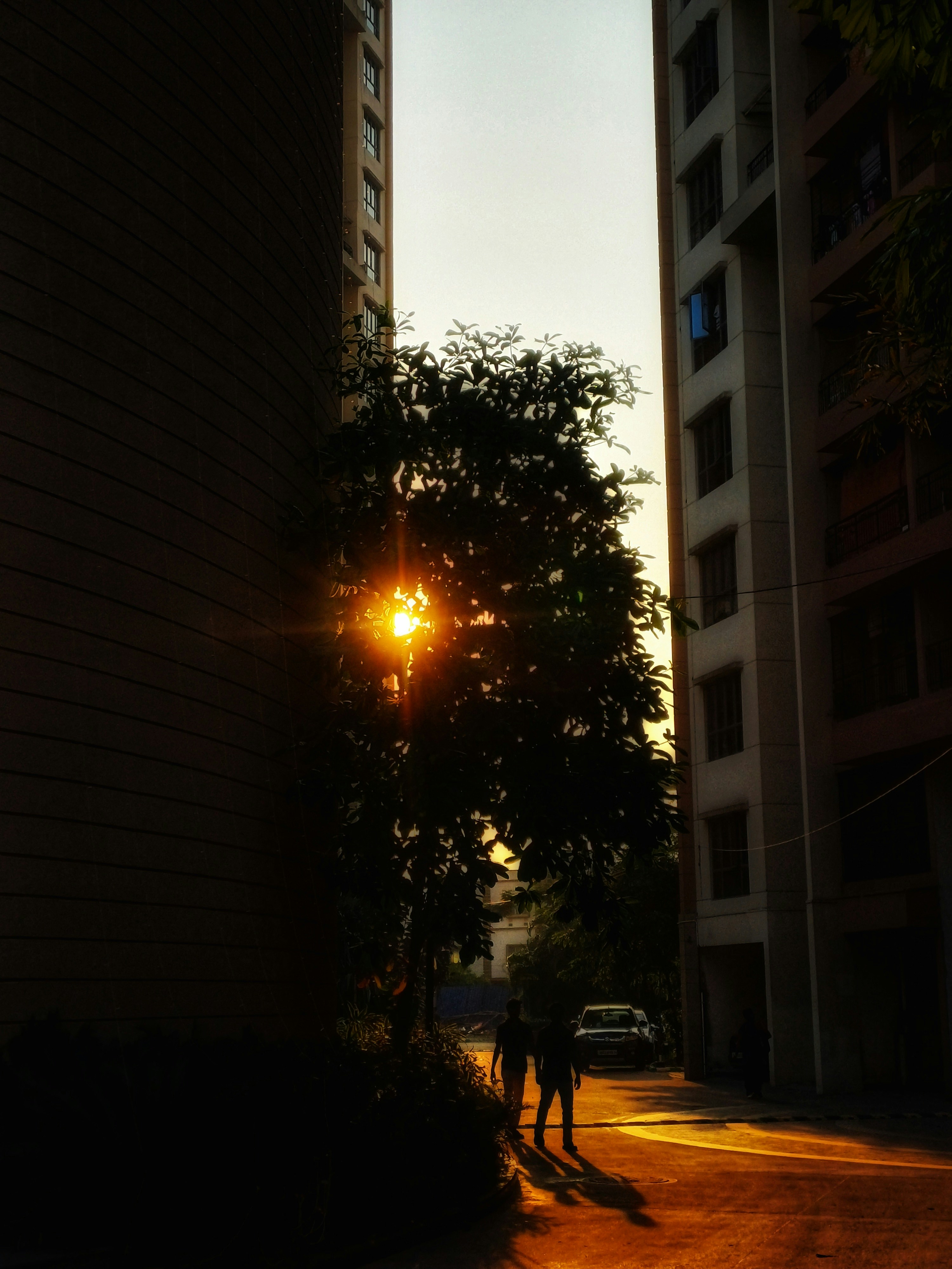 Sunset shines through a tree between buildings