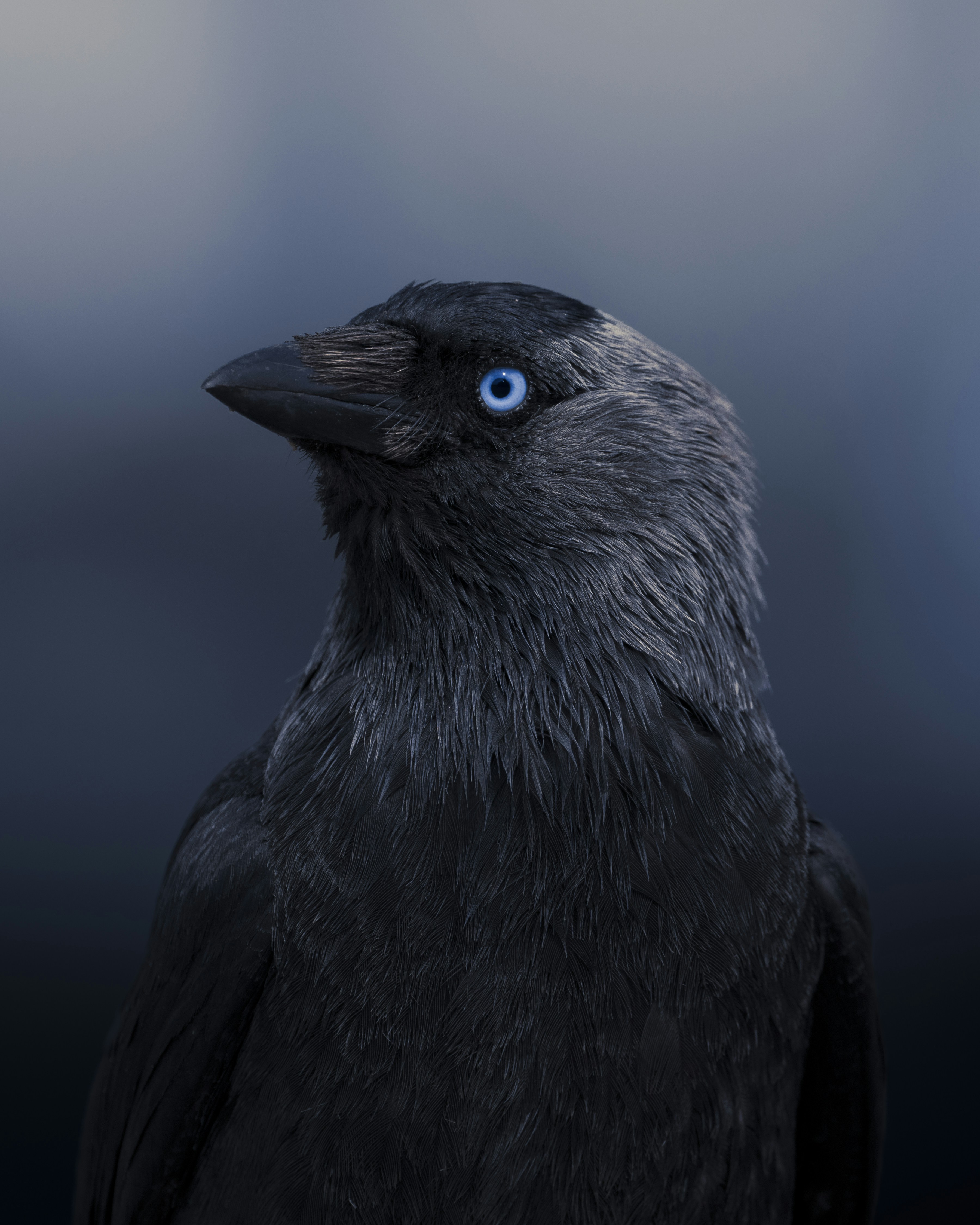 Jackdaw Portrait | A close-up of a dark bird with bright blue eyes.