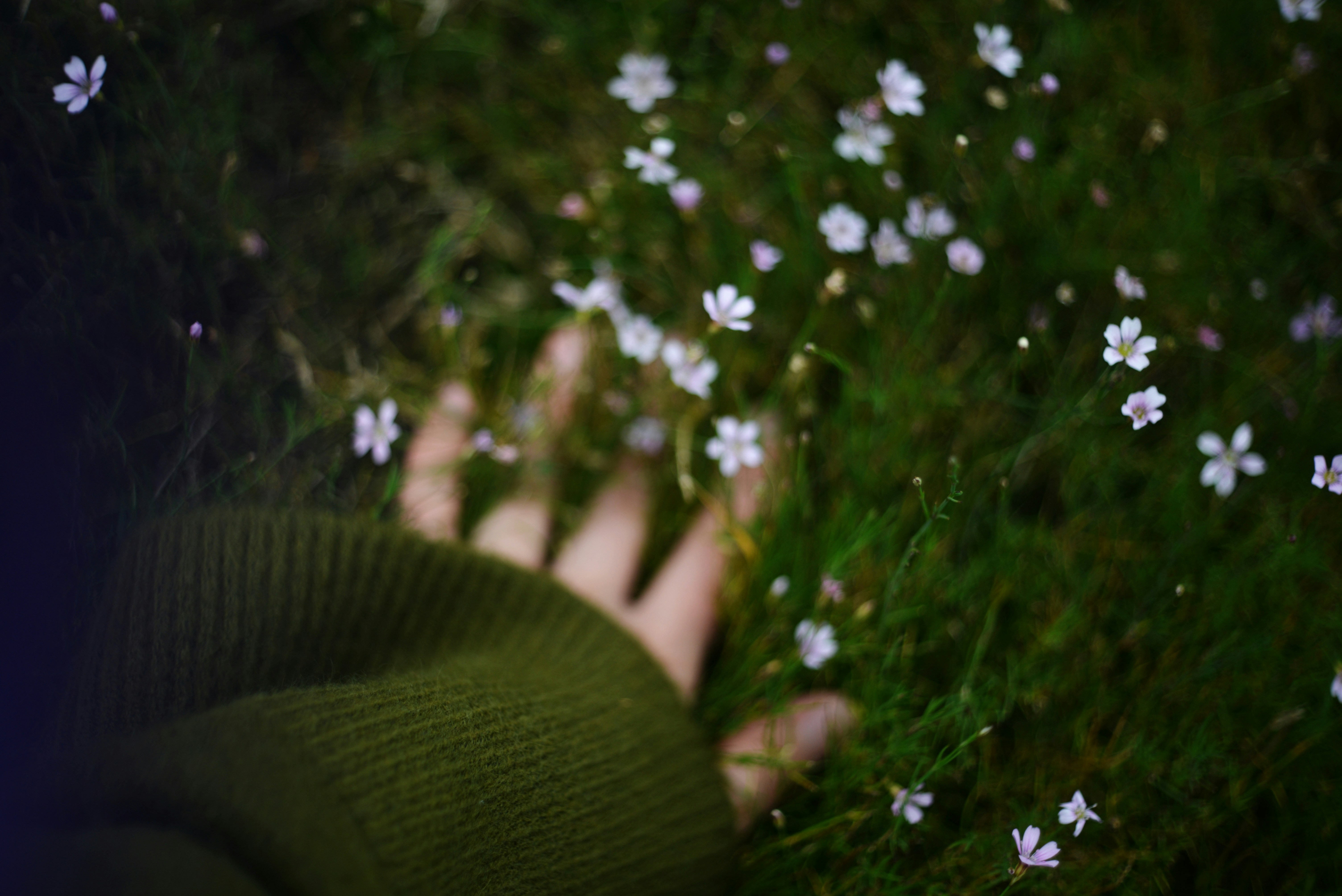 A hand reaching towards small white flowers in grass
