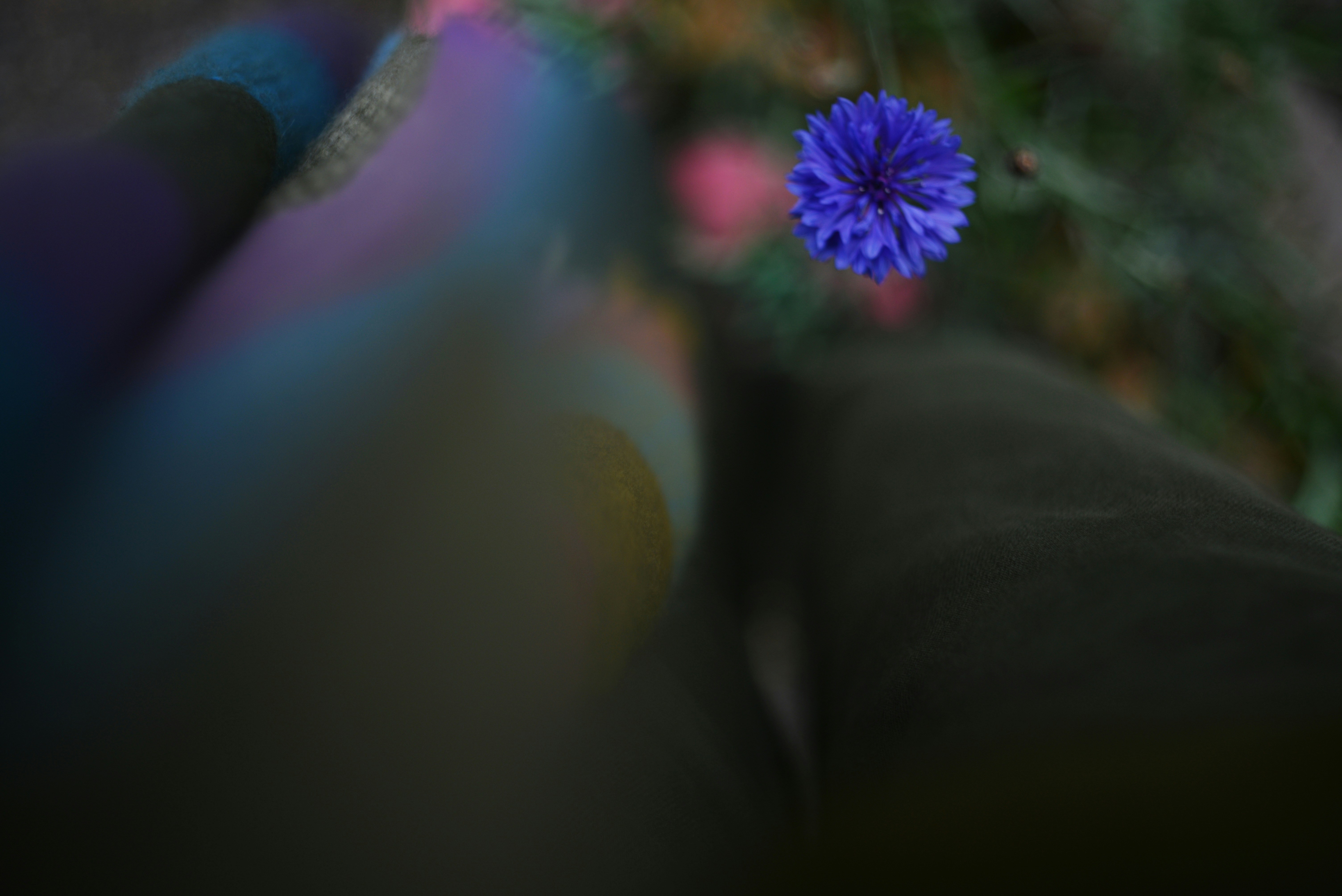 A single blue flower with blurred legs in foreground