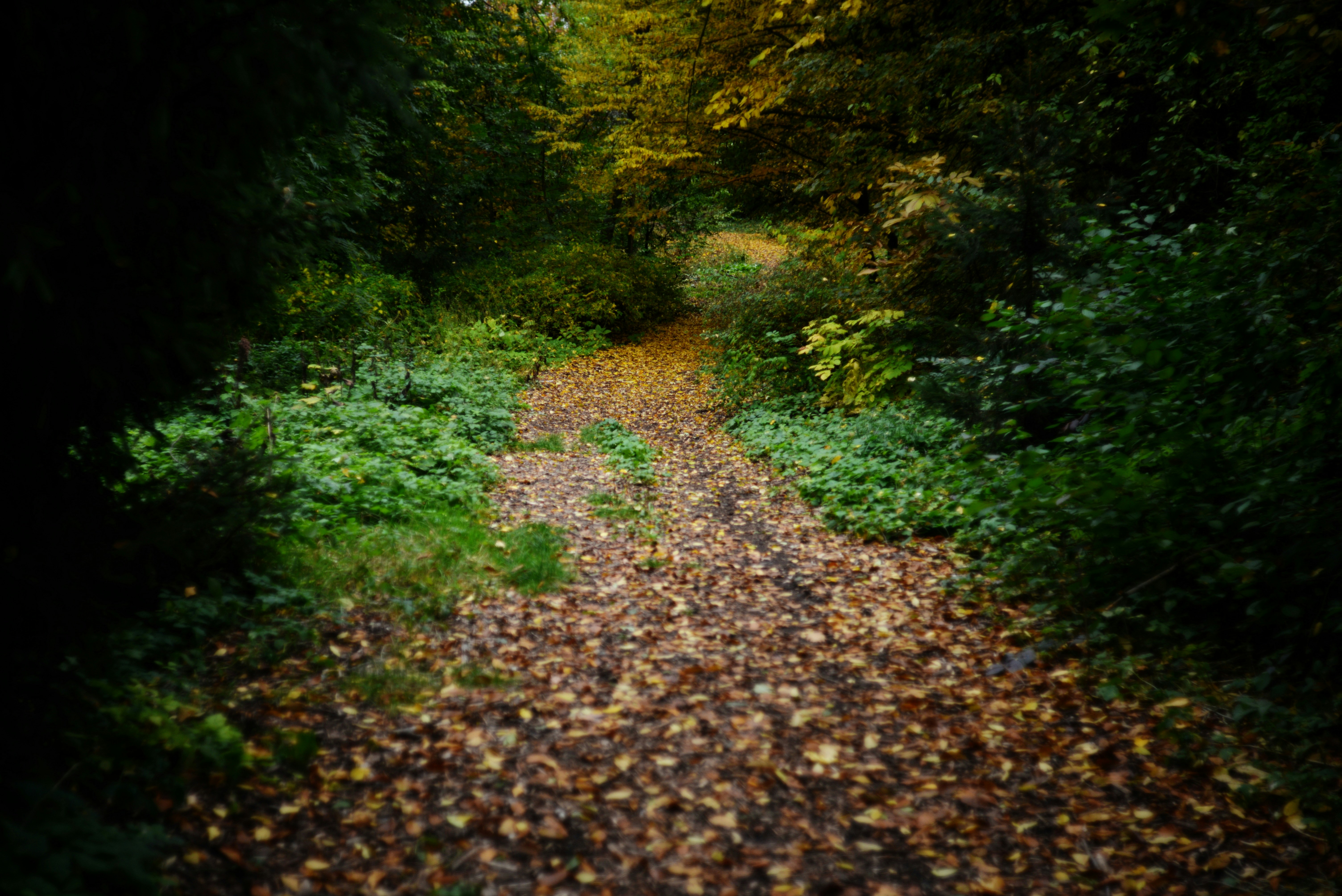 A path covered in fallen leaves in a forest.