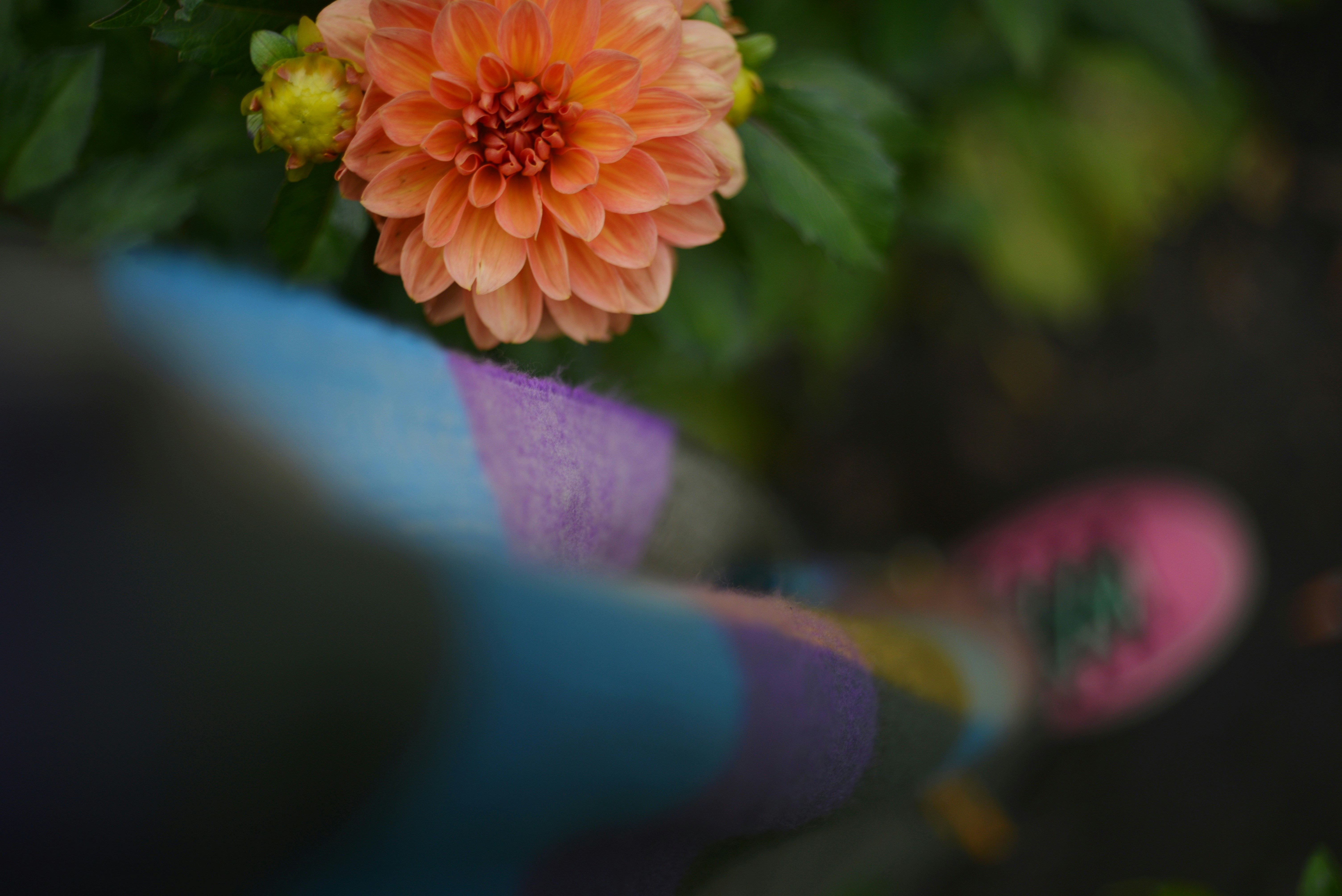 Whimsy in Bloom: A Colorful Encounter