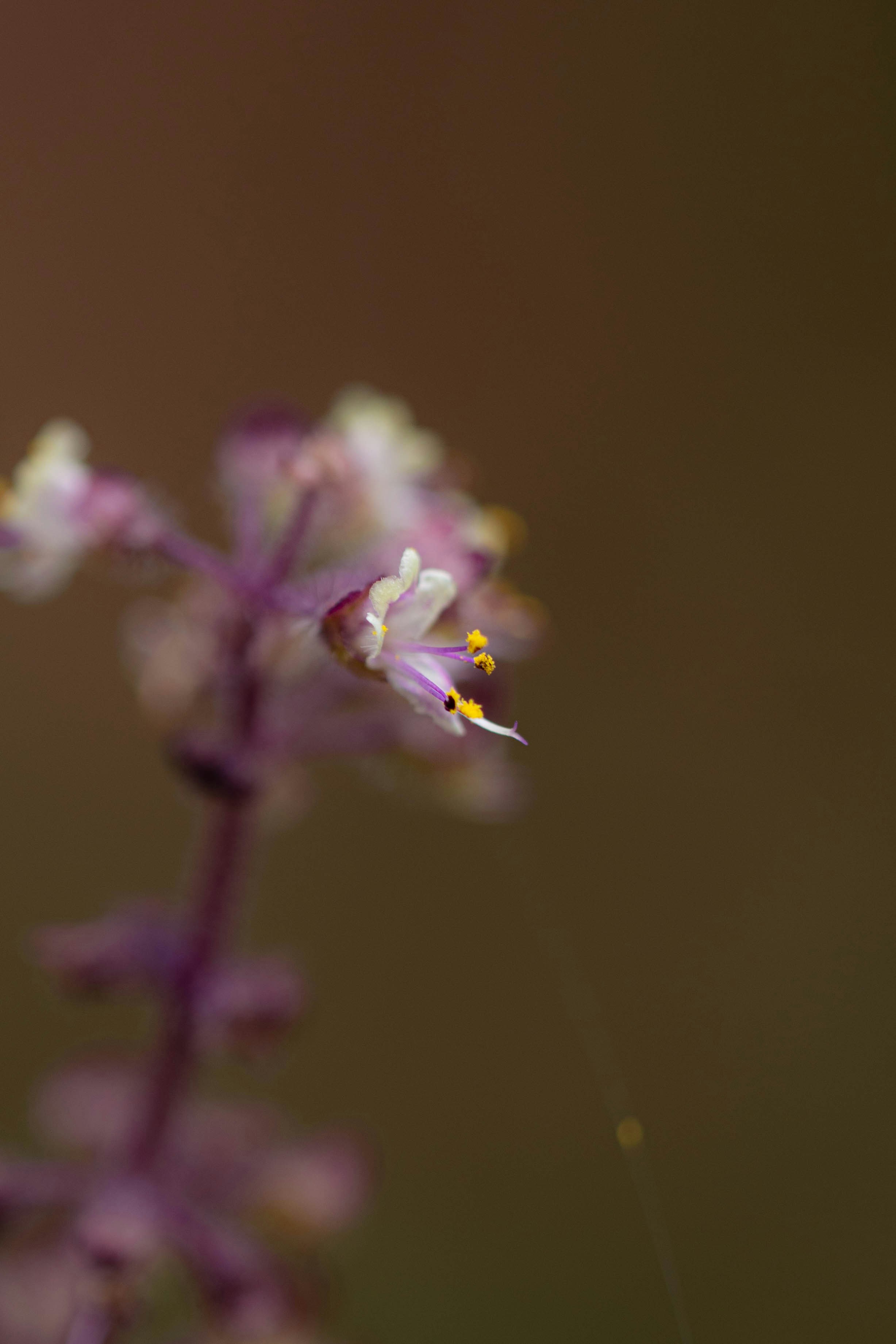 Whispers of Nature: A Delicate Floral Encounter