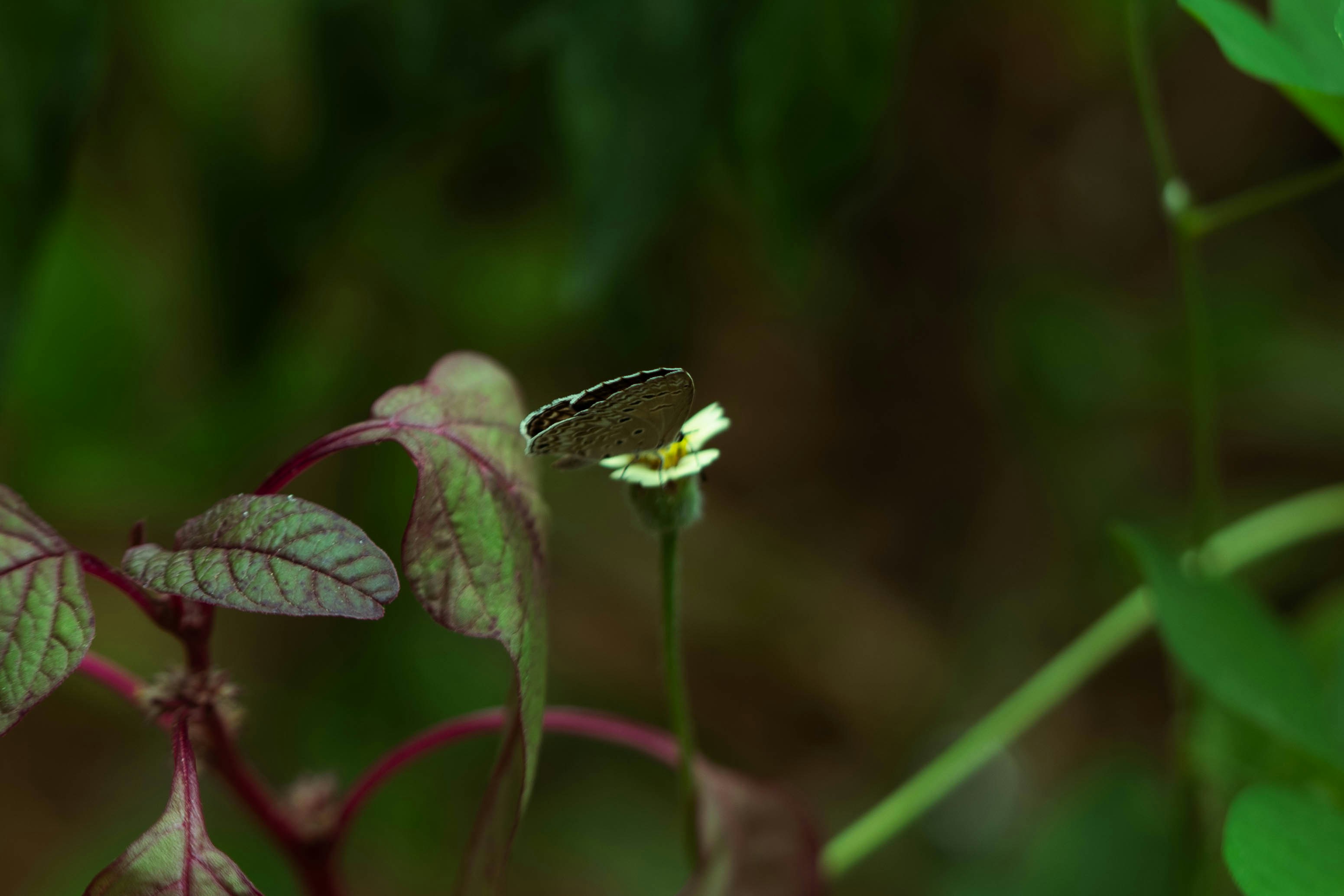 Delicate Dance of Nature