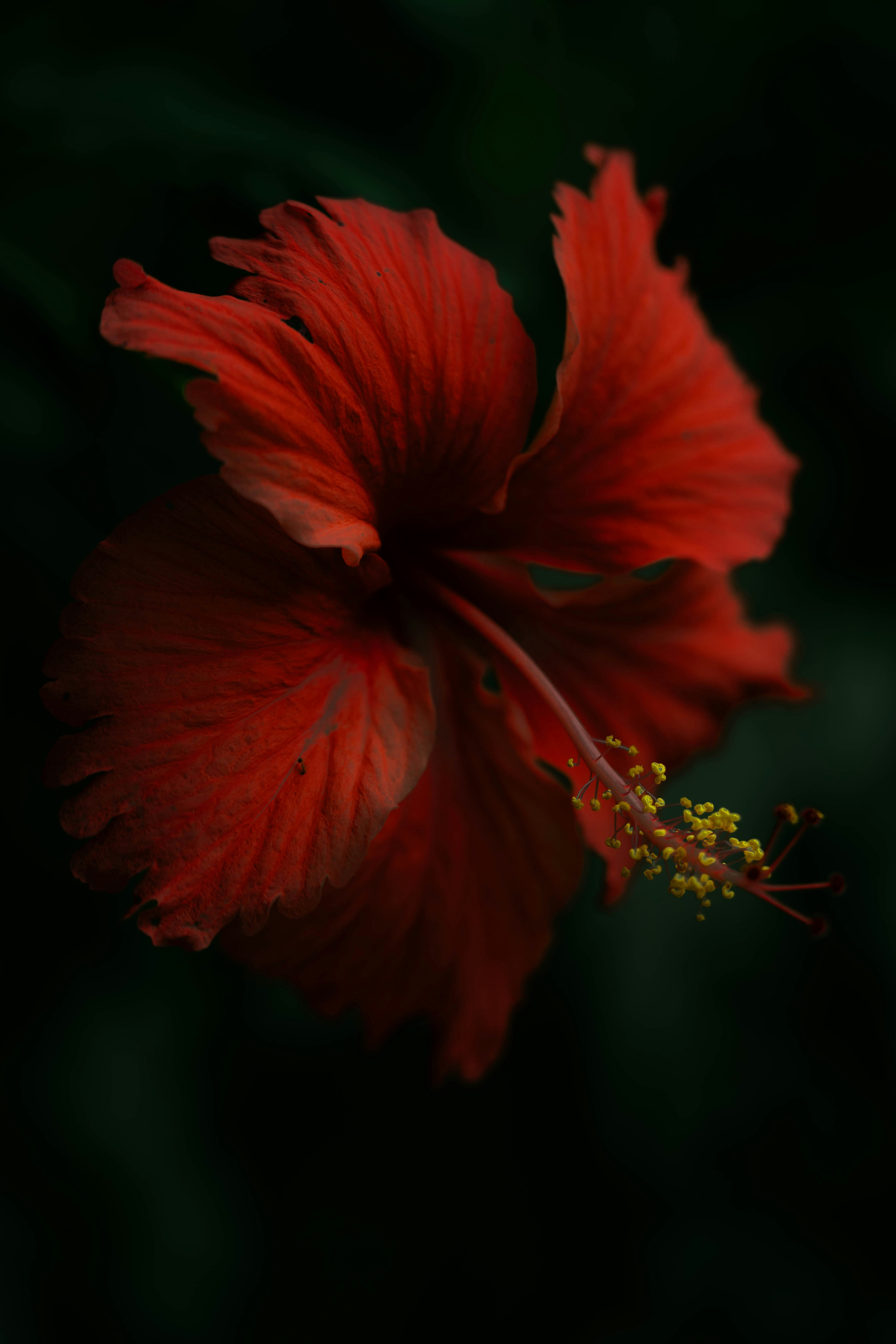 Crimson Hibiscus in Velvet Darkness: A Golden Stamen Moment