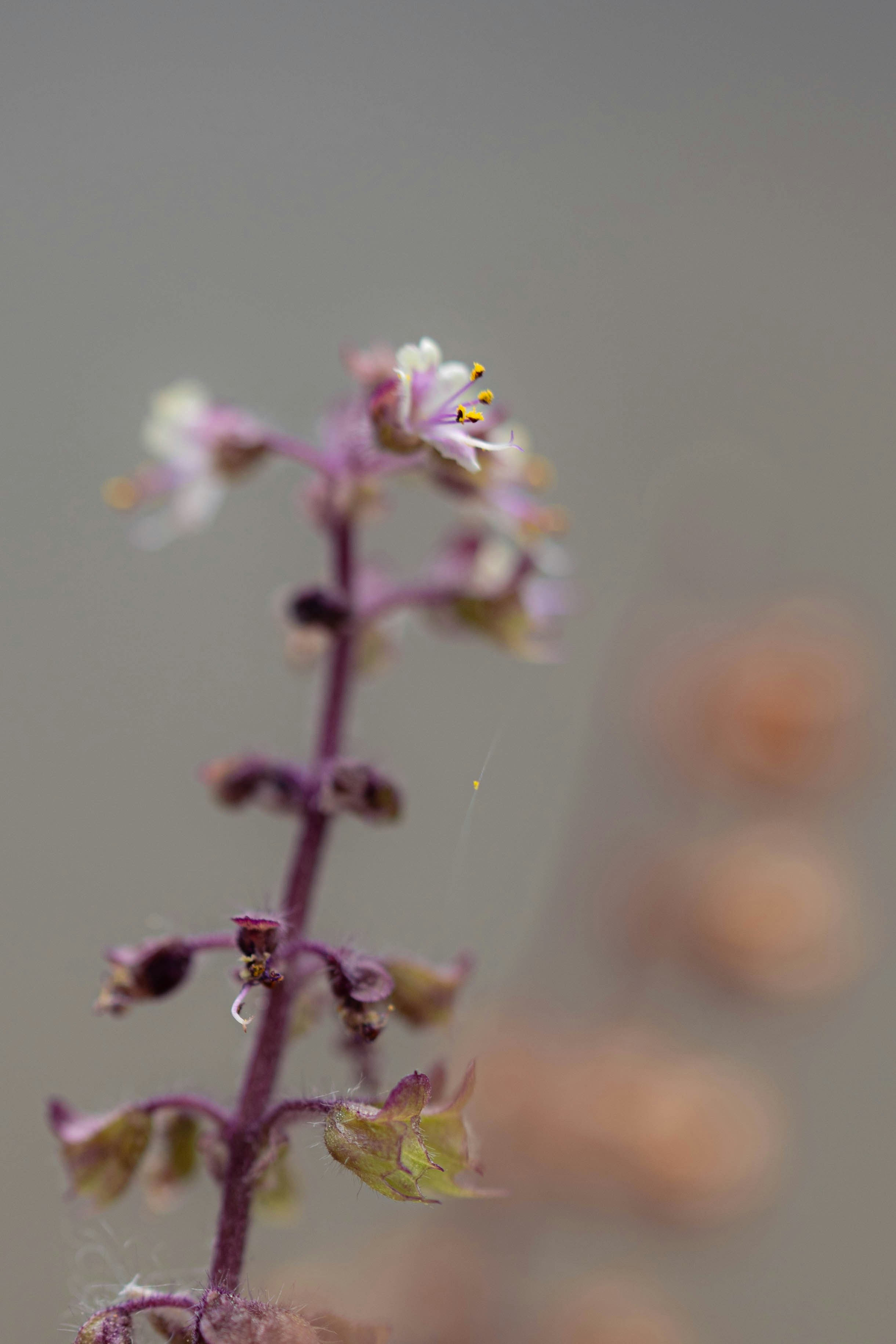 Delicate purple flower with intricate details and soft background highlights the beauty of natural flora.