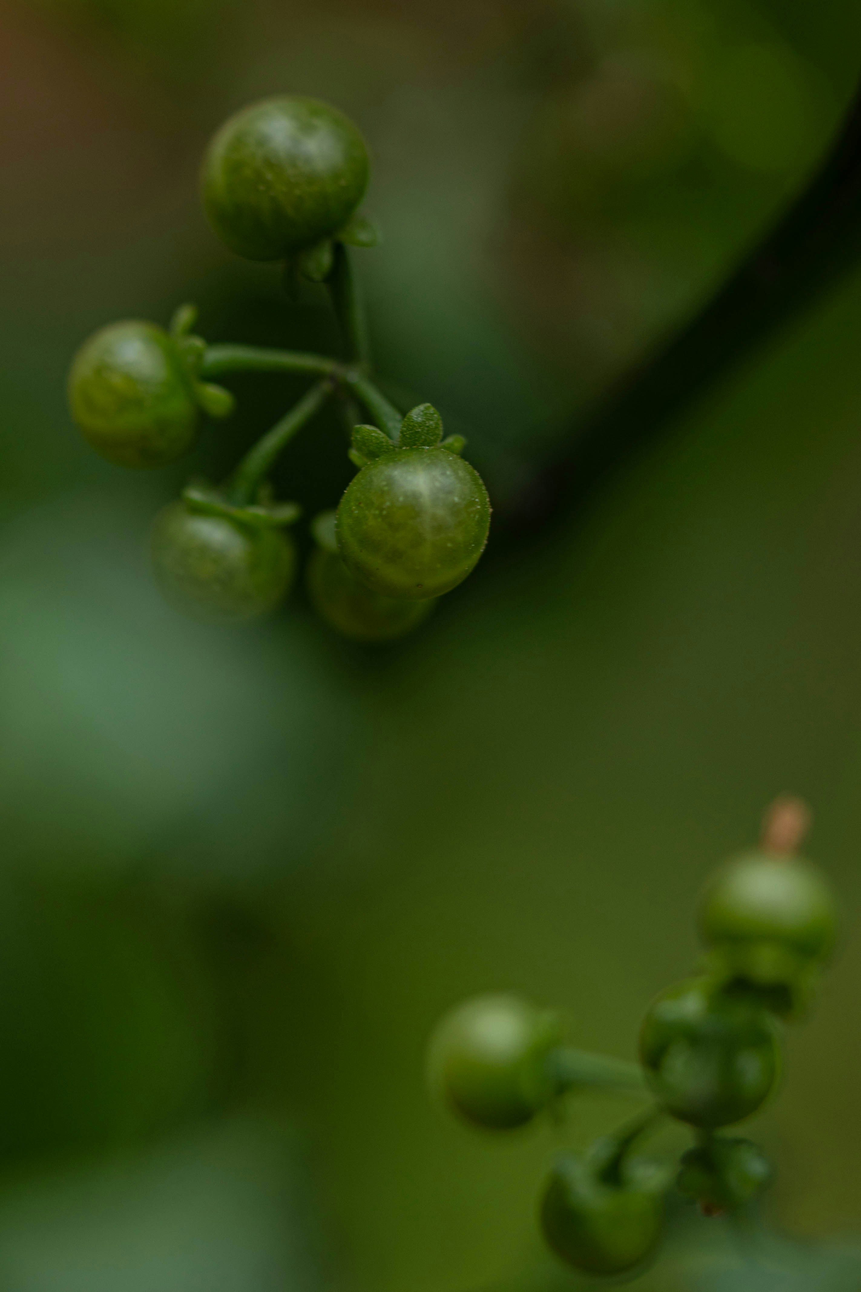 Green berries on a blurred natural background