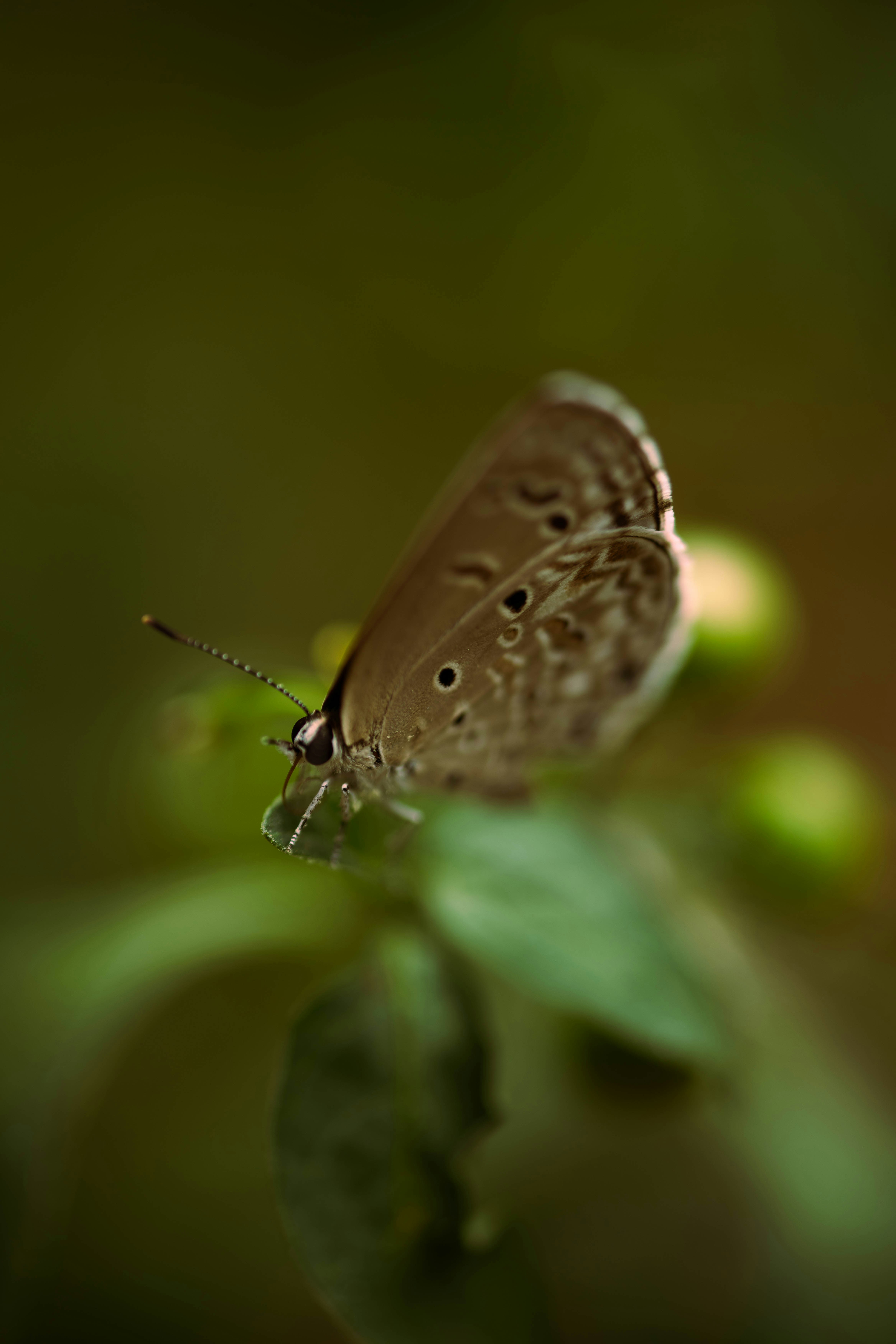 A close-up of a butterfly perched on a green leaf, showcasing intricate wing patterns against a softly blurred background.