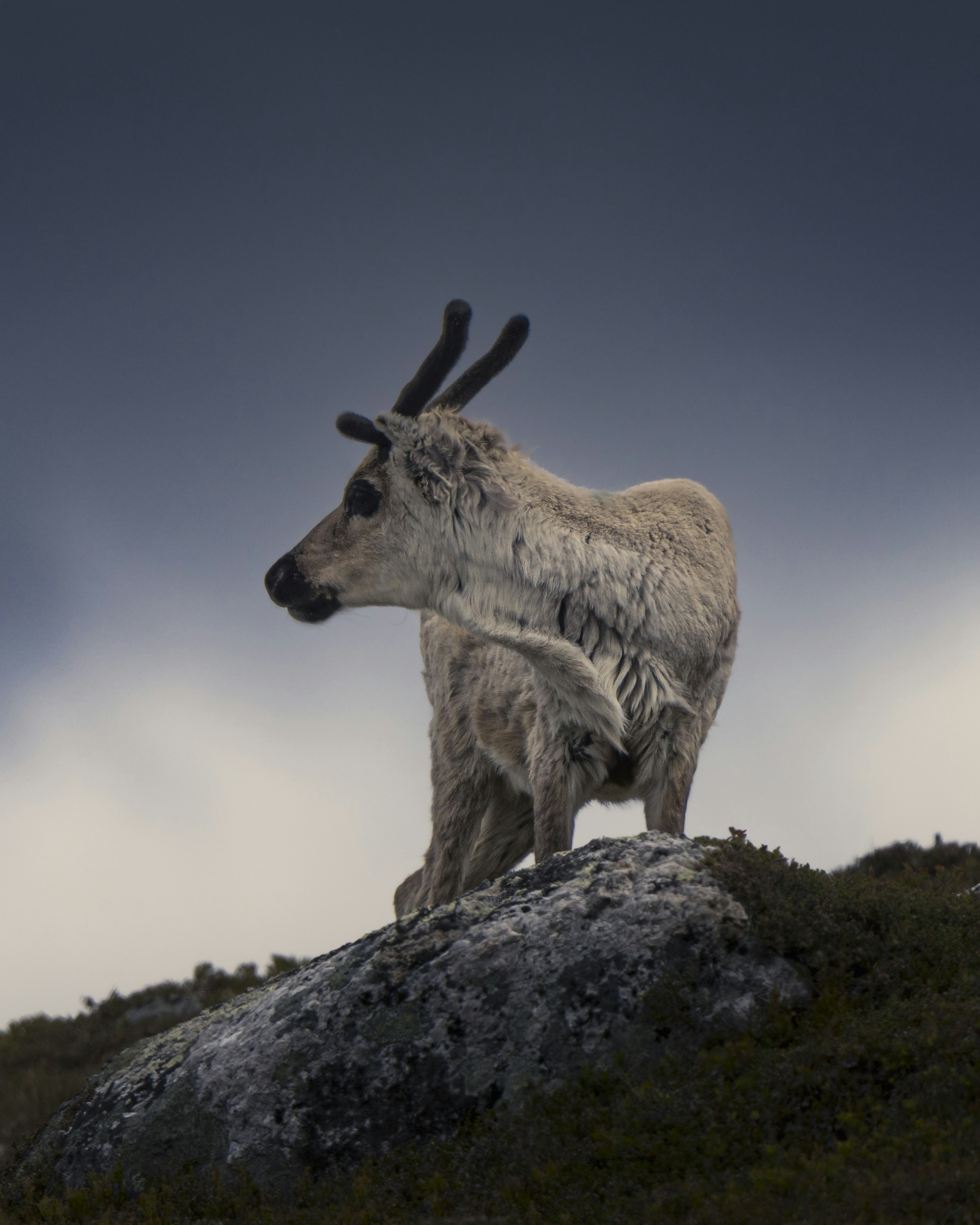 Up in the mountains... | Reindeer standing on a rocky hill under a cloudy sky