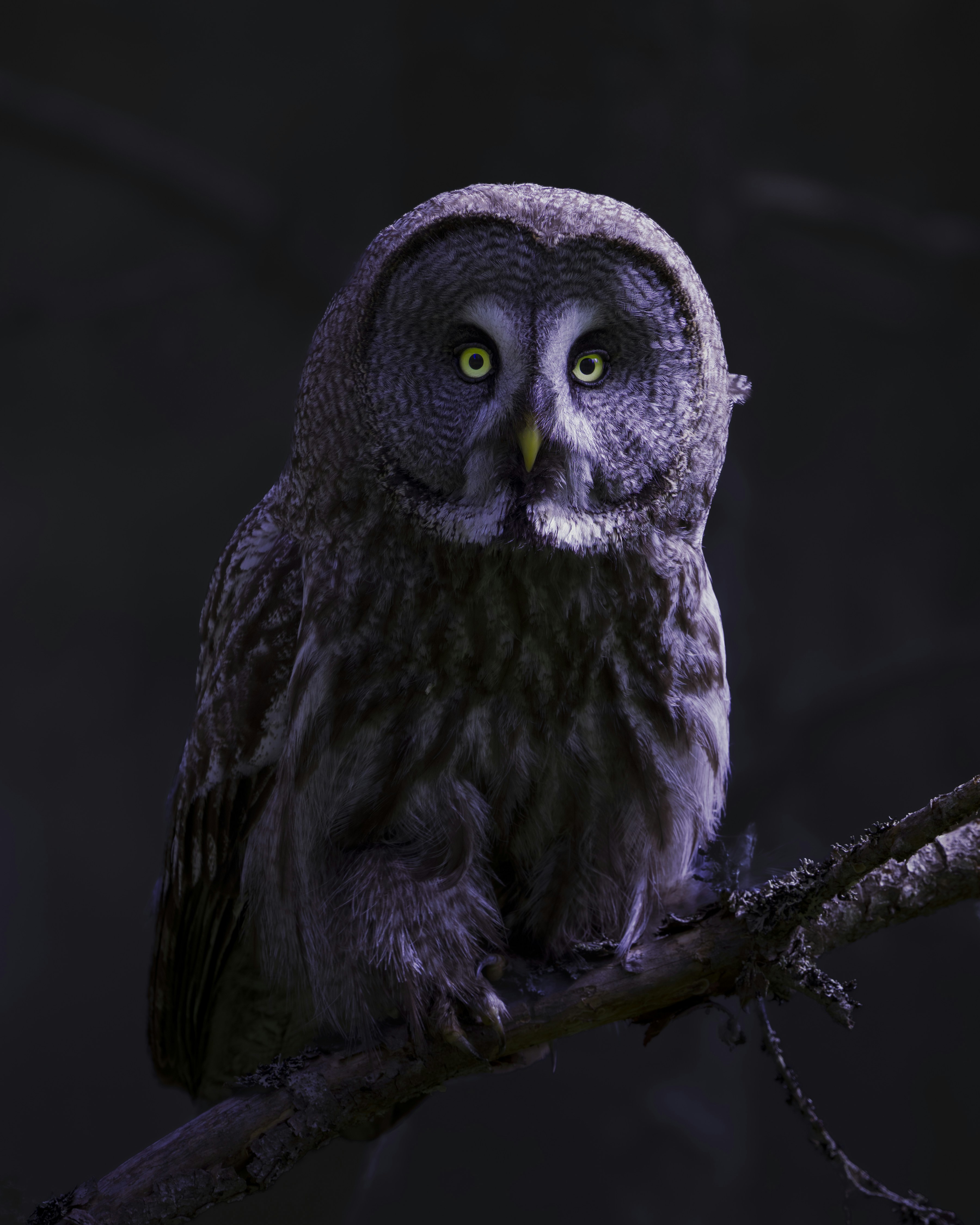 THE GHOST OF THE FORREST🦉🌙 | A great grey owl perched on a branch at night