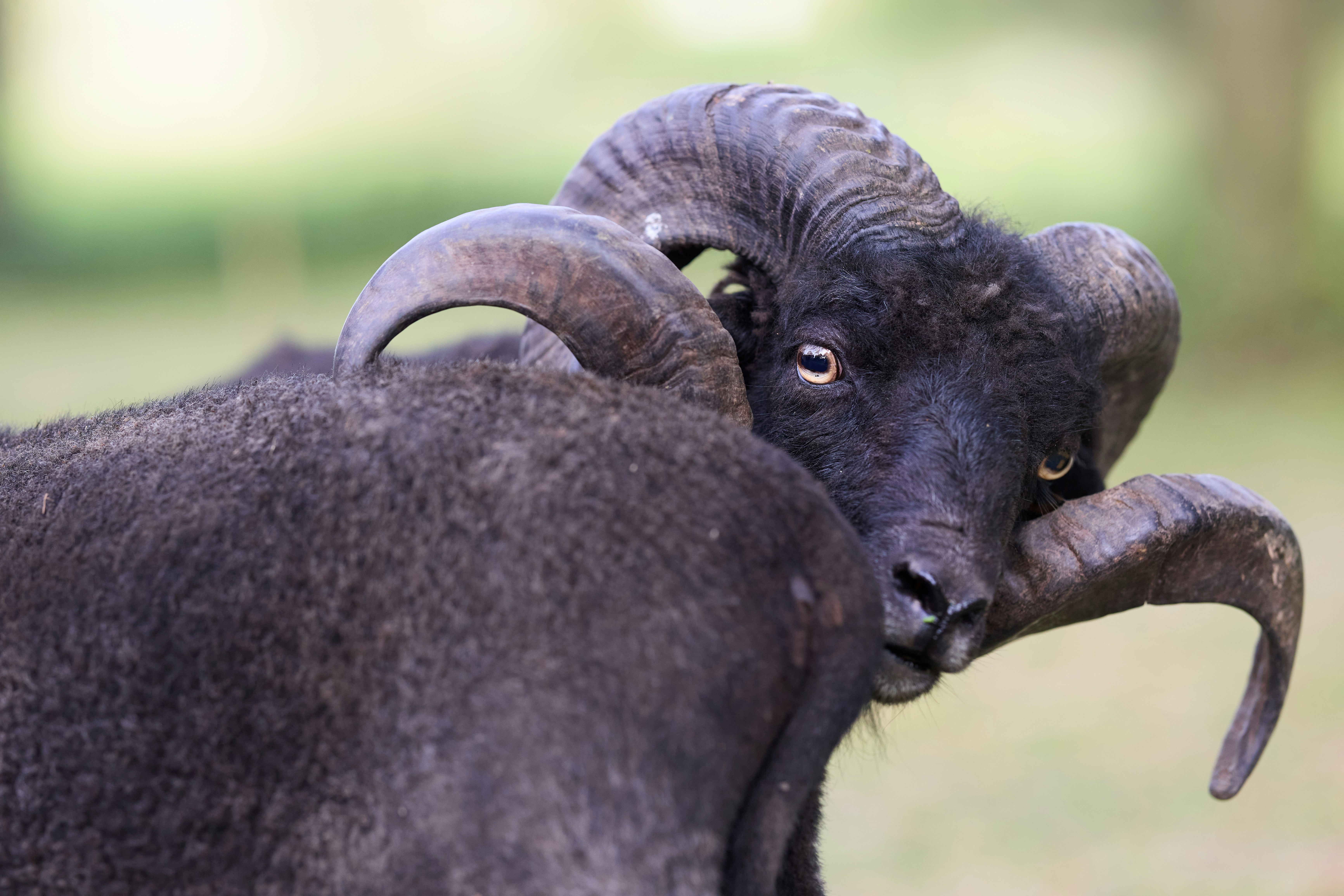 Majestic black ouessant ram with impressive curved horns looks back, its piercing golden eye captivating the viewer amidst a soft, natural green environment. | A black ram with large curved horns looks back