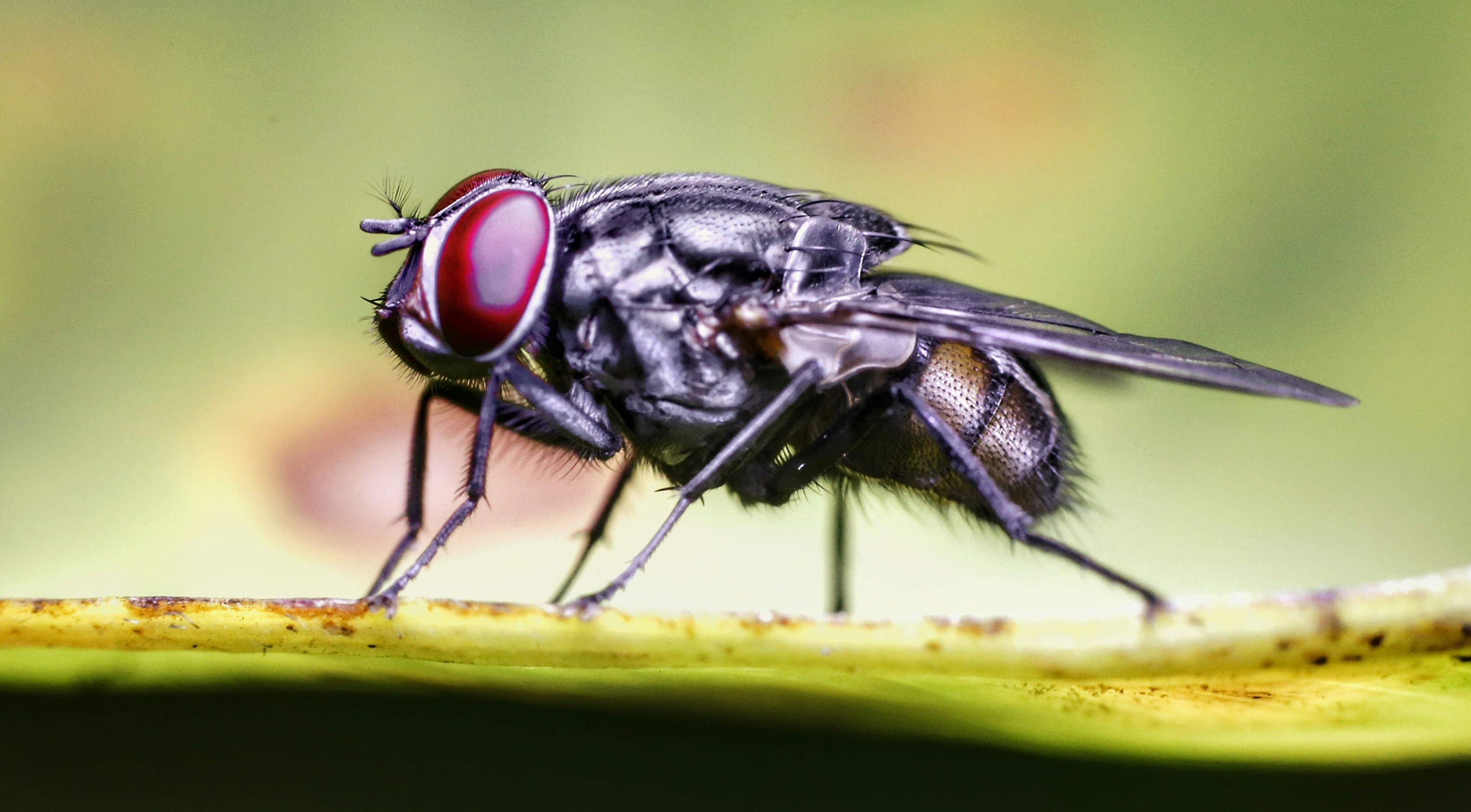 Close-up of a fly perched on a leaf, showcasing its intricate features and vibrant eyes.