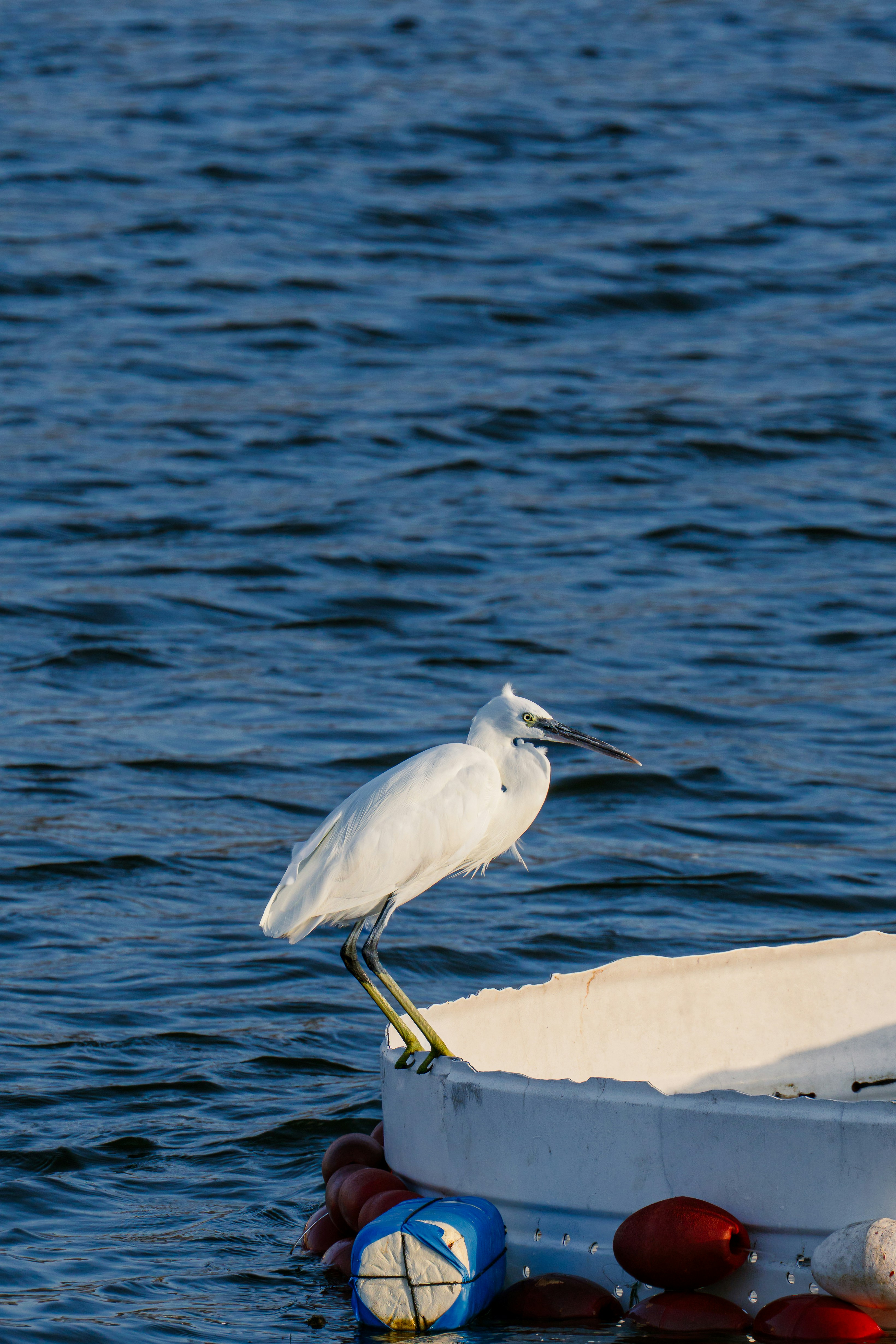 White Egret Perches on a Sunlit Dinghy Amid Blue Waves