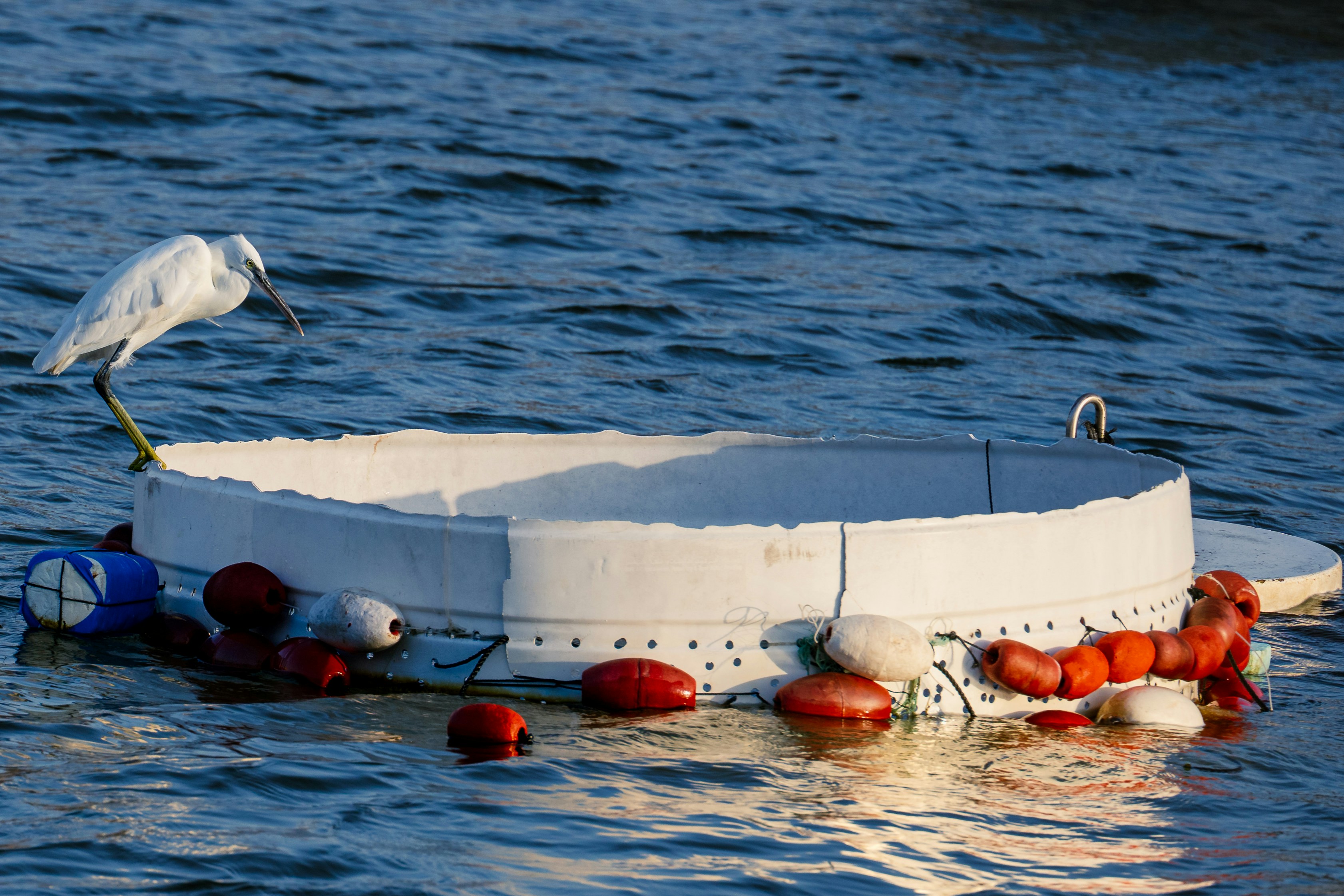 Egret Perch at the Circular Float Surrounded by Drifting Buoys