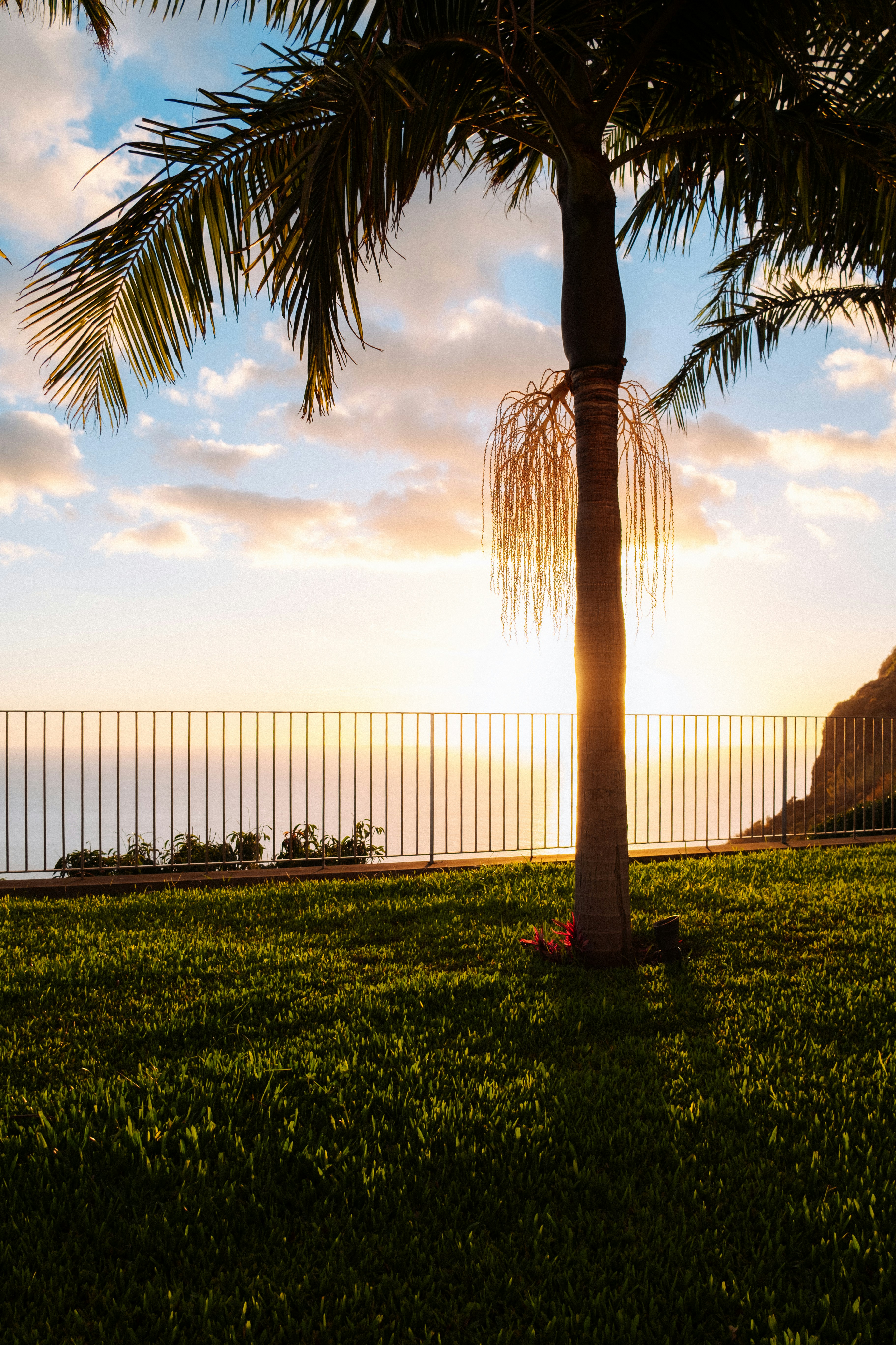 Whispers of Dusk: A Palm's Embrace