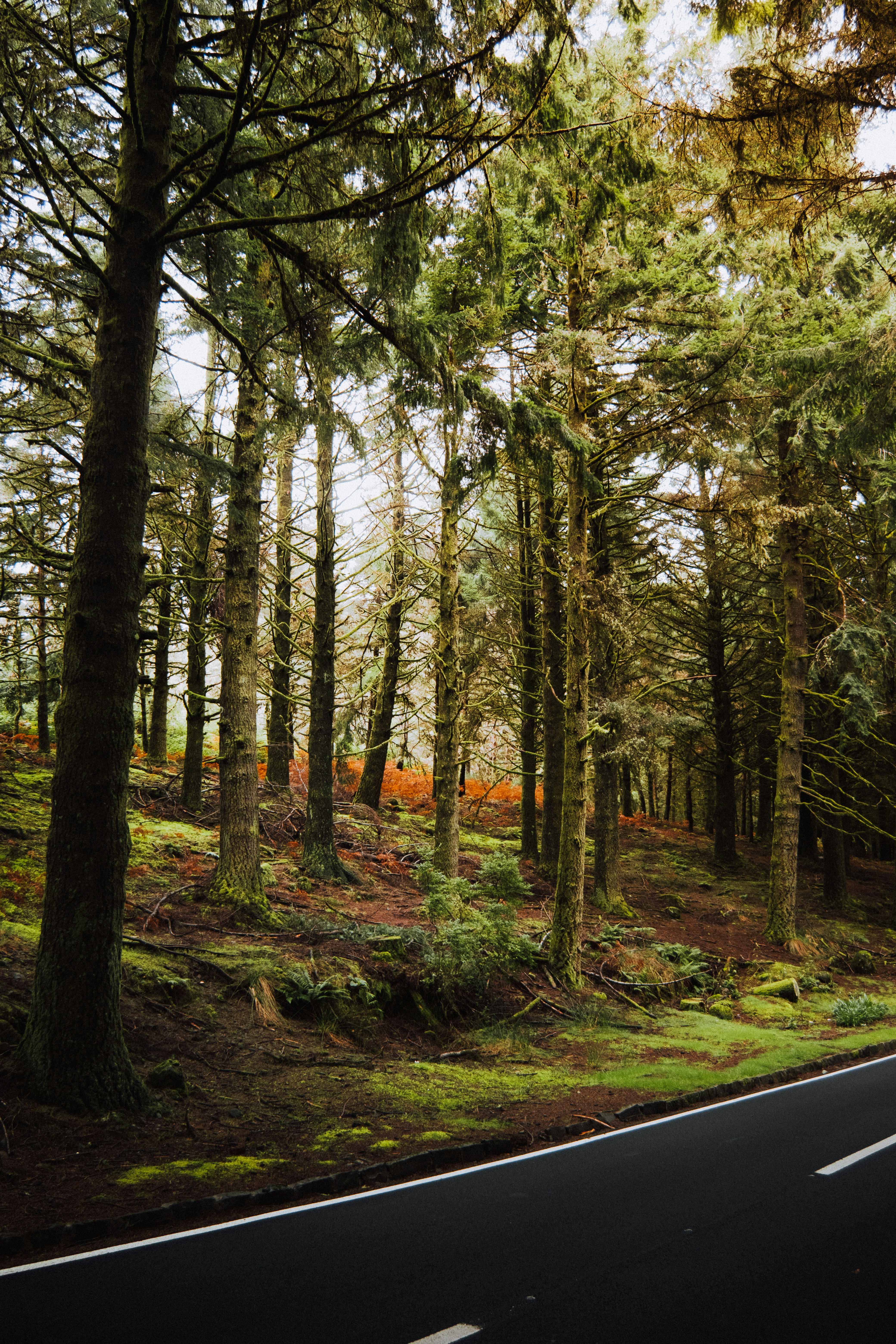 Whispers of the Forest Path