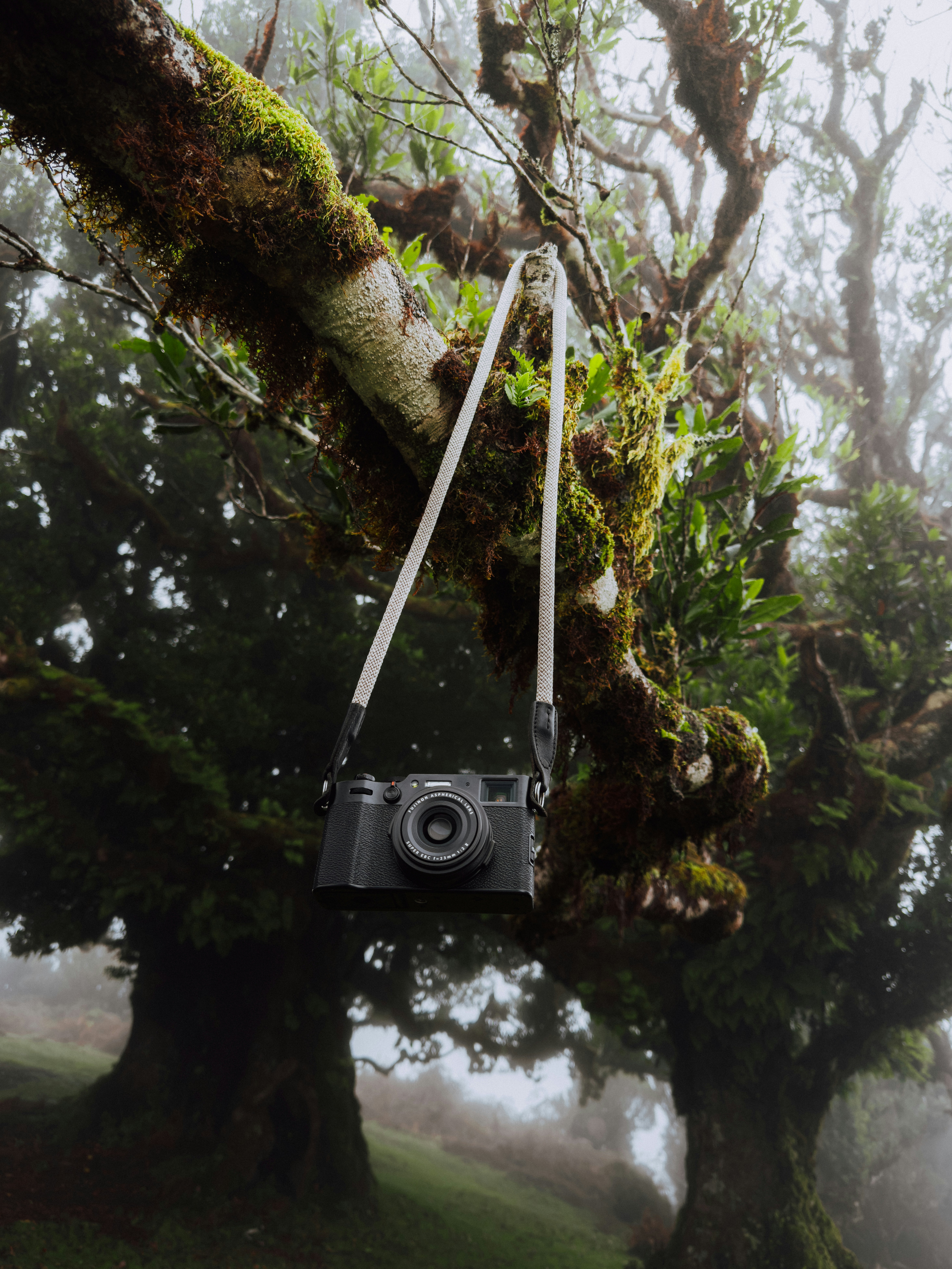 Camera hanging from a moss-covered tree branch