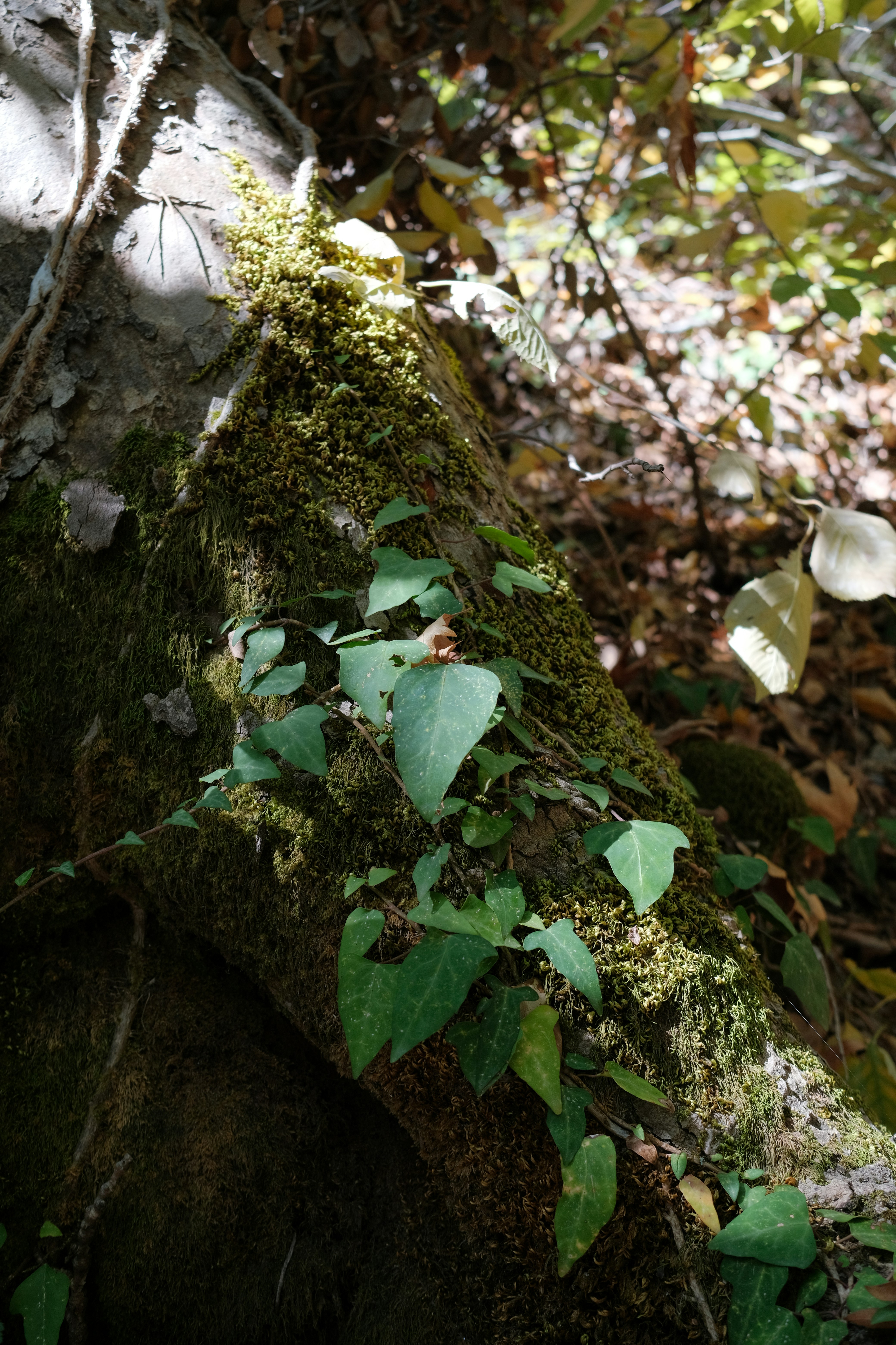 Nature's Green Tapestry: A Study in Texture