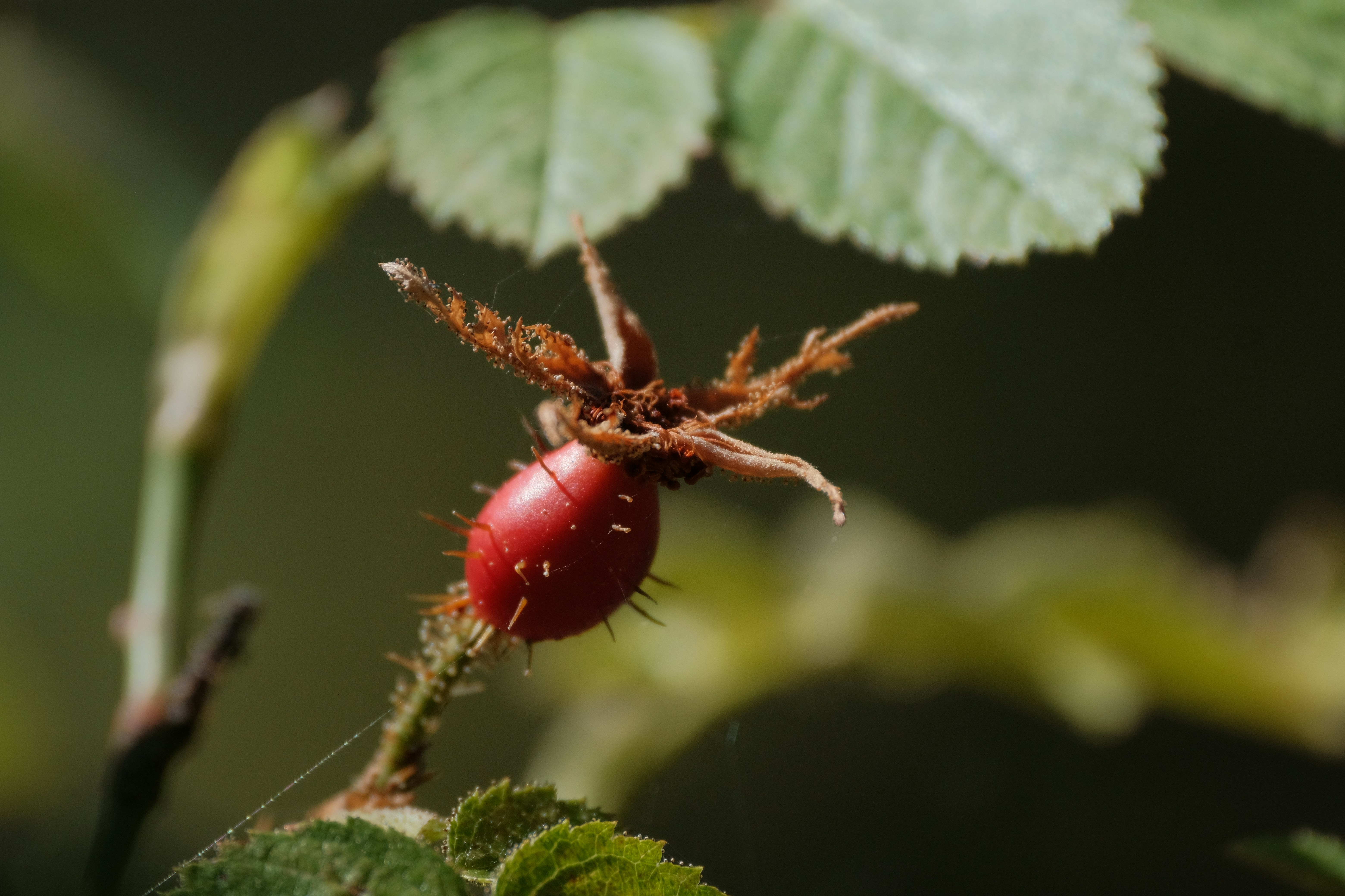 Crimson Curiosity: The Unseen World of Nature's Wonders
