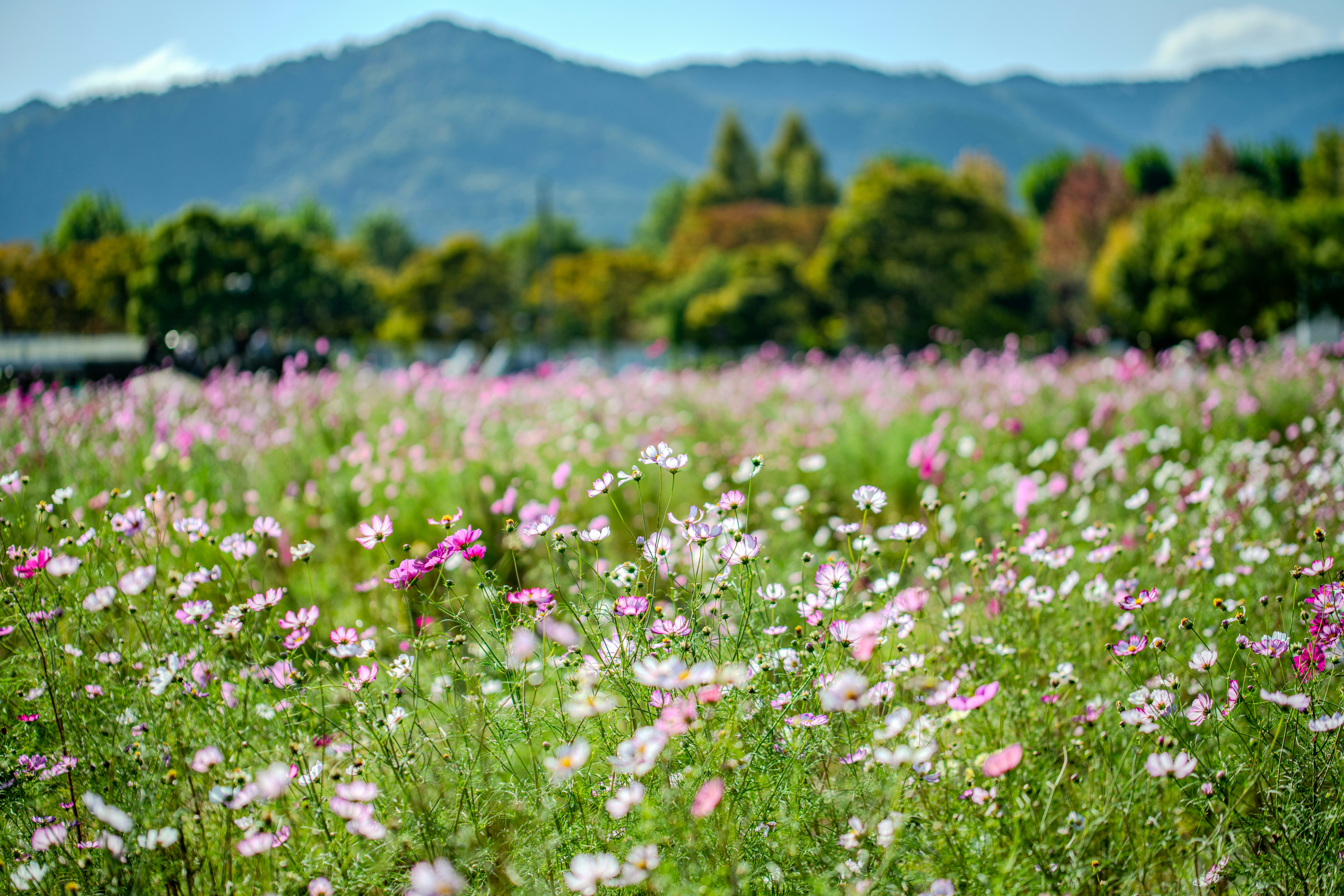 Field of pink and white cosmos flowers with mountains