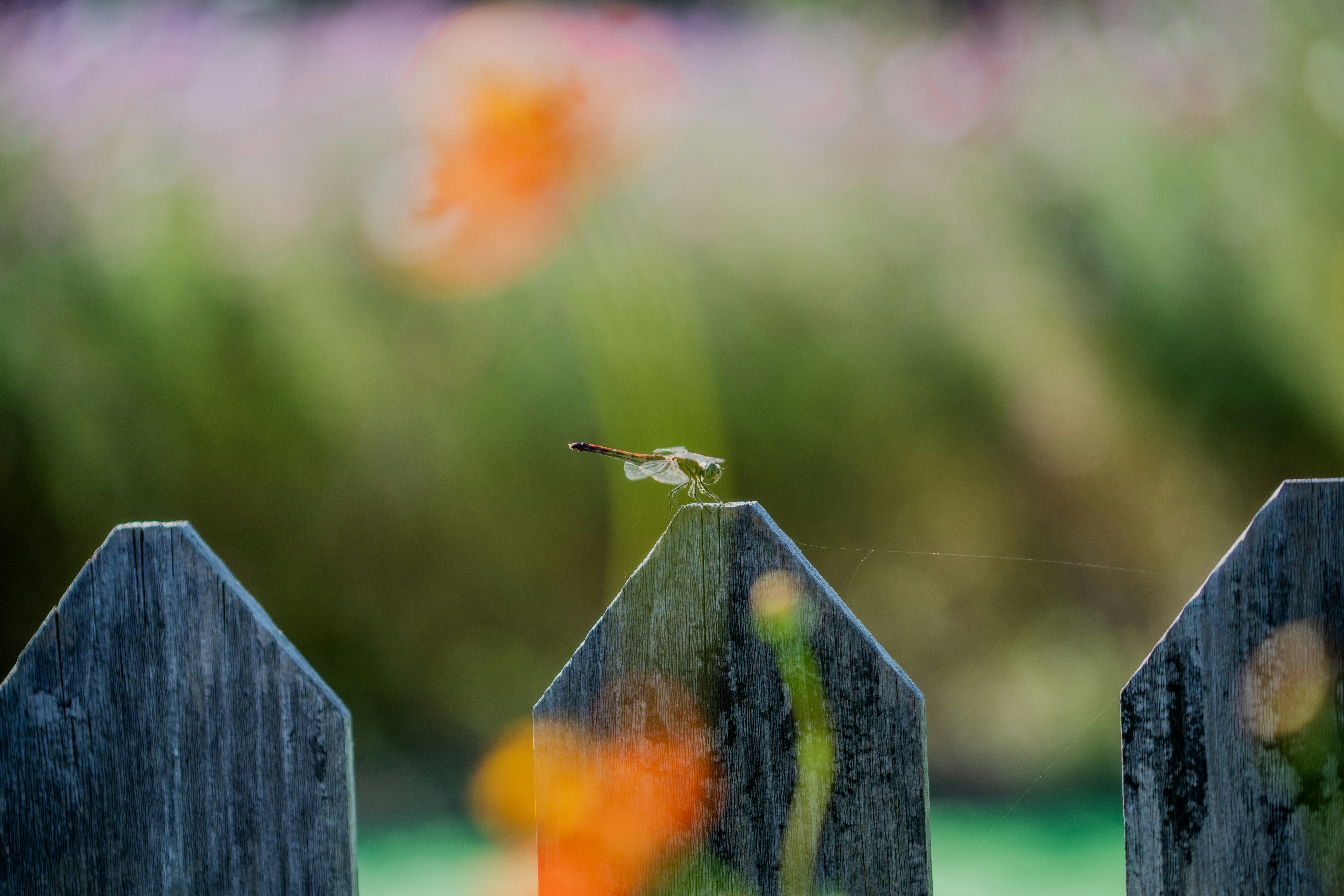 Photo by Kazuhiro Yoshimura with Nikon D850
