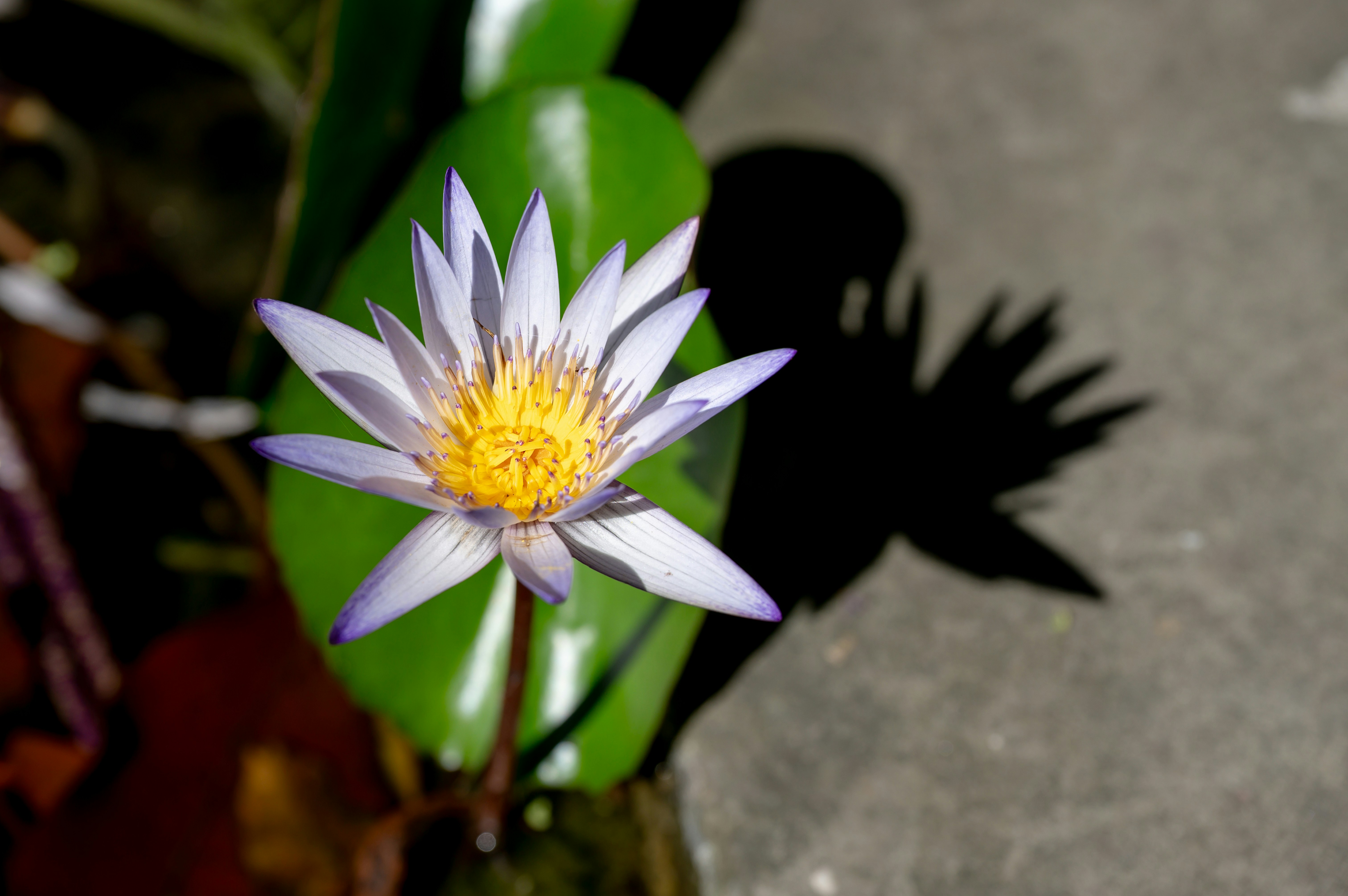 Serenity in Bloom: The Lotus Unveiled