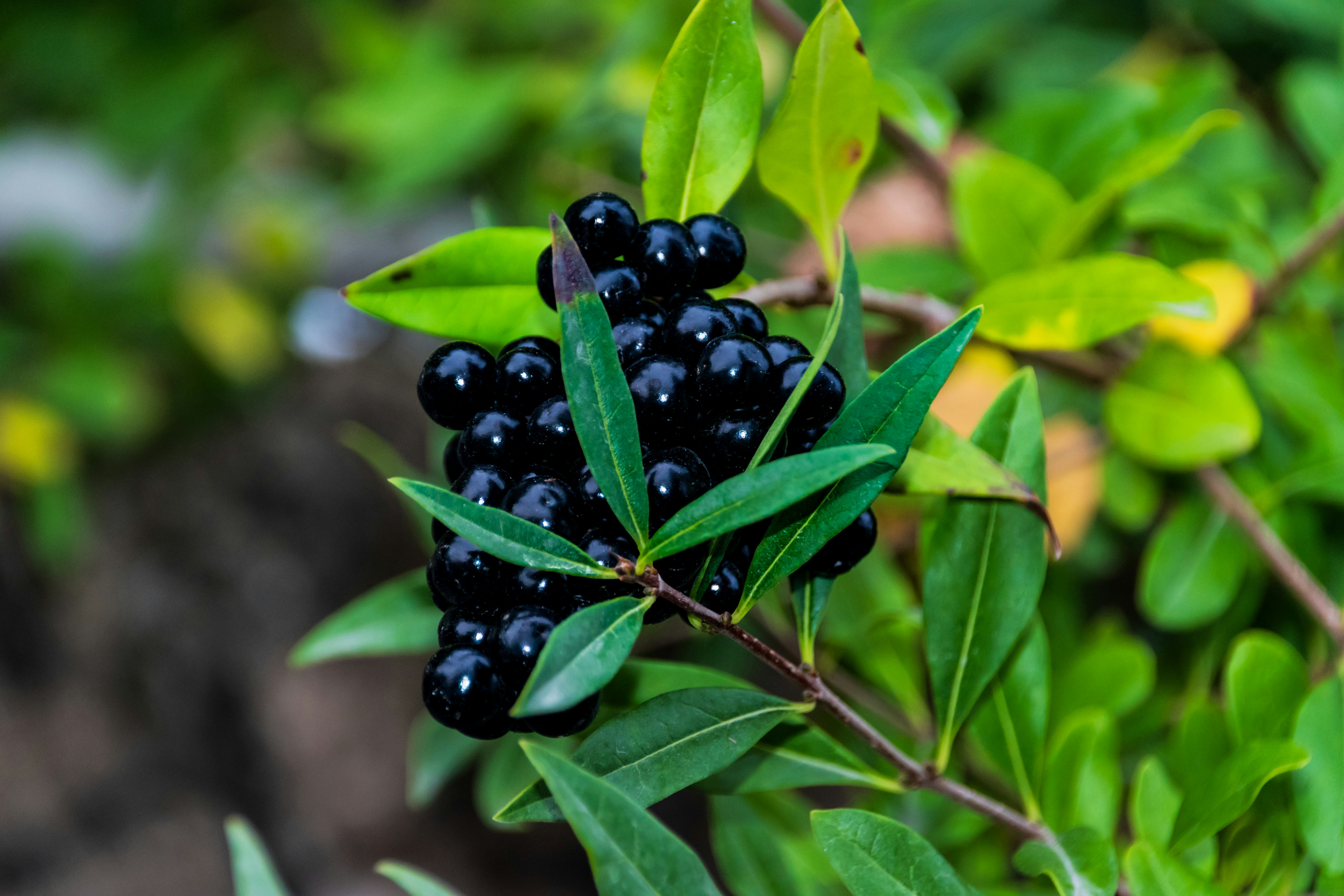 Cluster of glossy midnight berries tucked among vibrant olive-green leaves