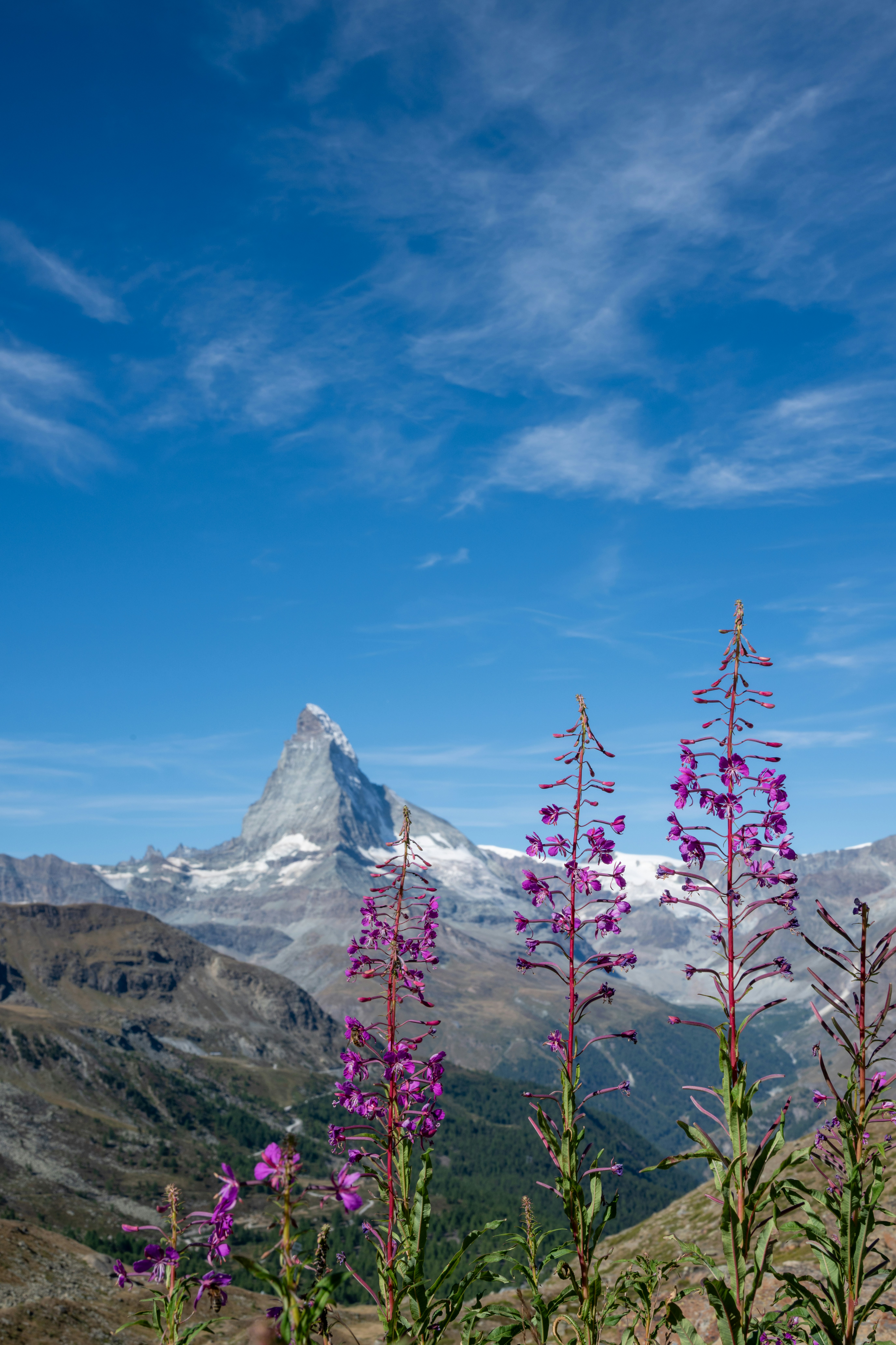 Floral Embrace of the Matterhorn