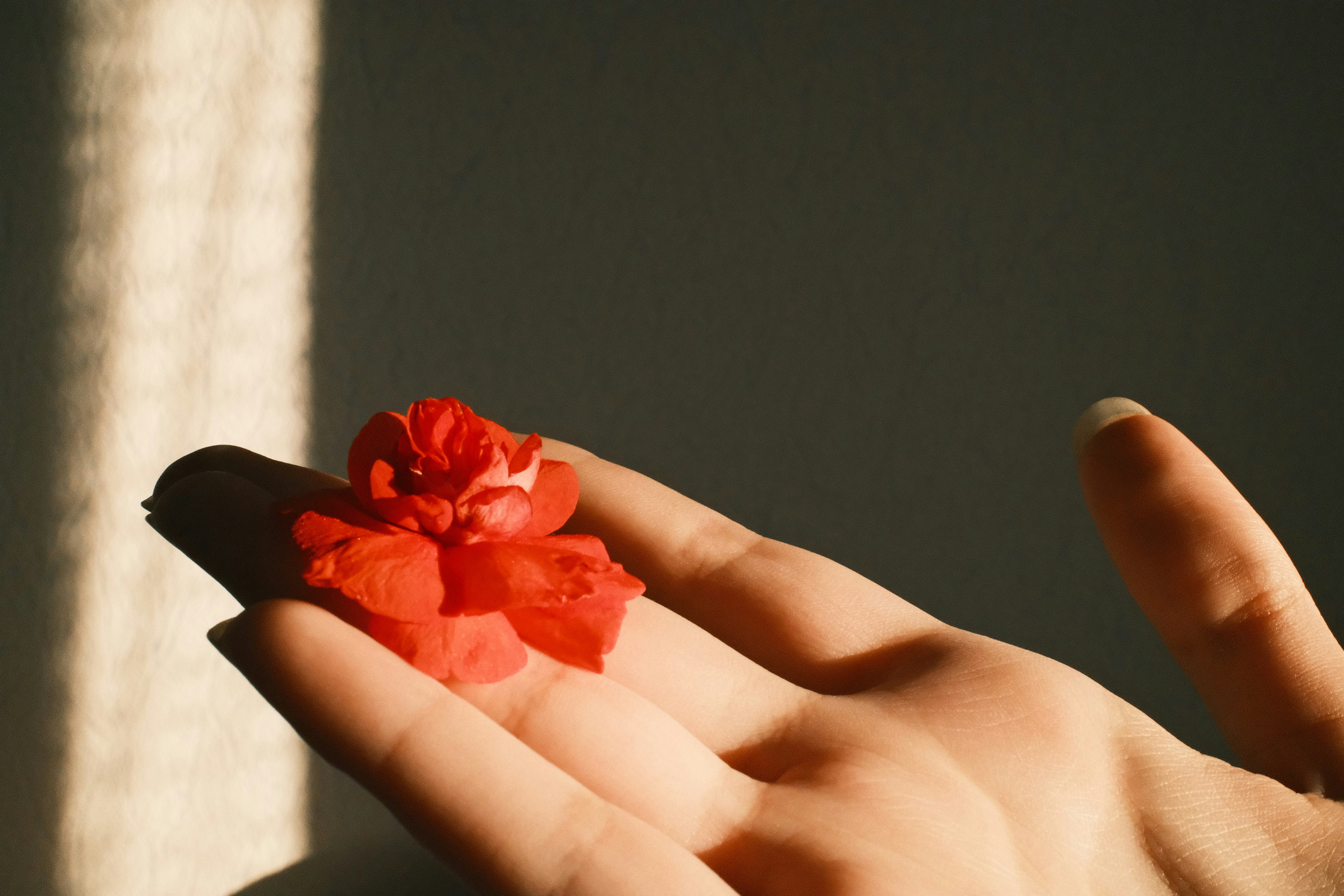 Crimson Petal on a Sunlit Palm: A Quiet Moment