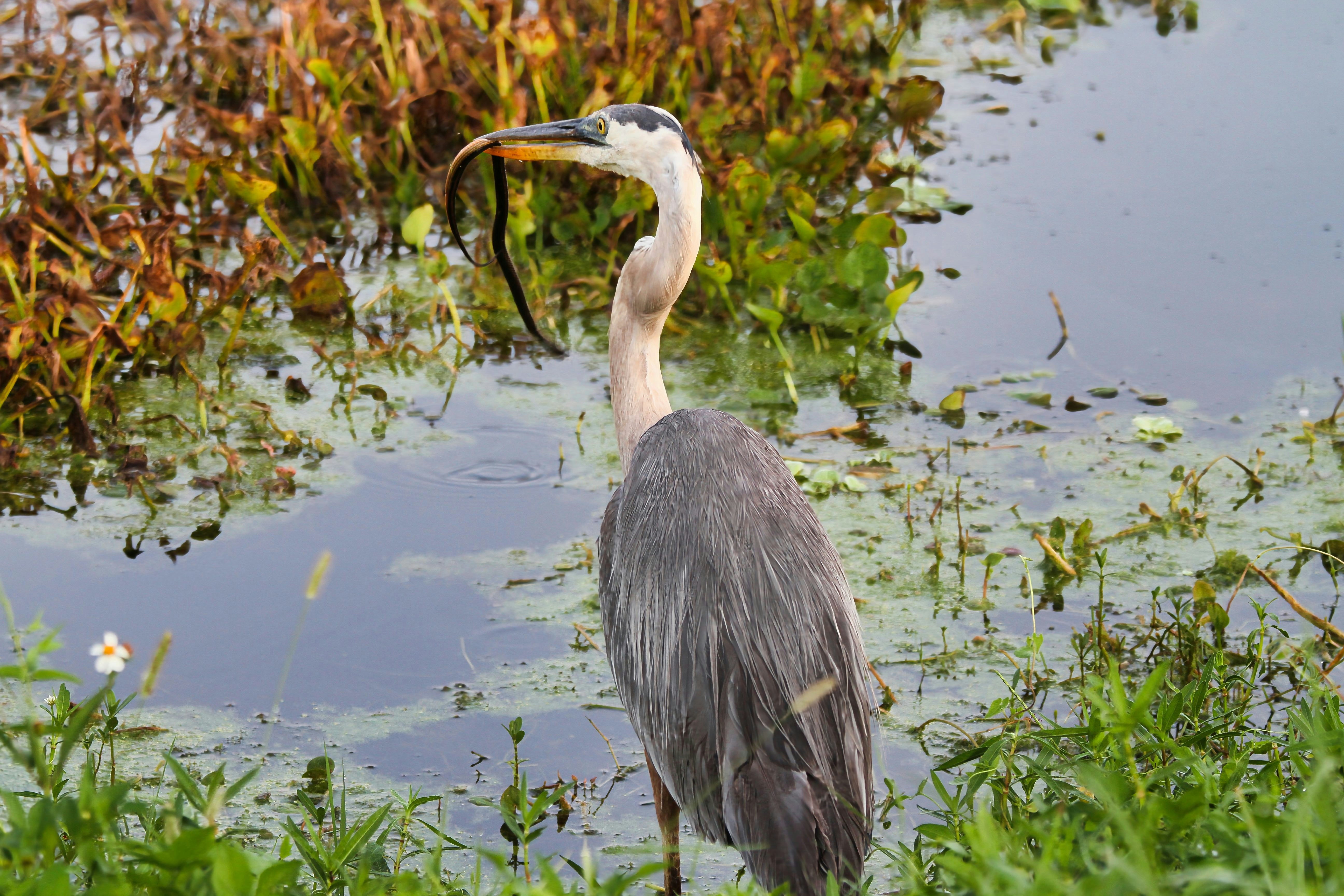 A great blue heron with a snake in its beak