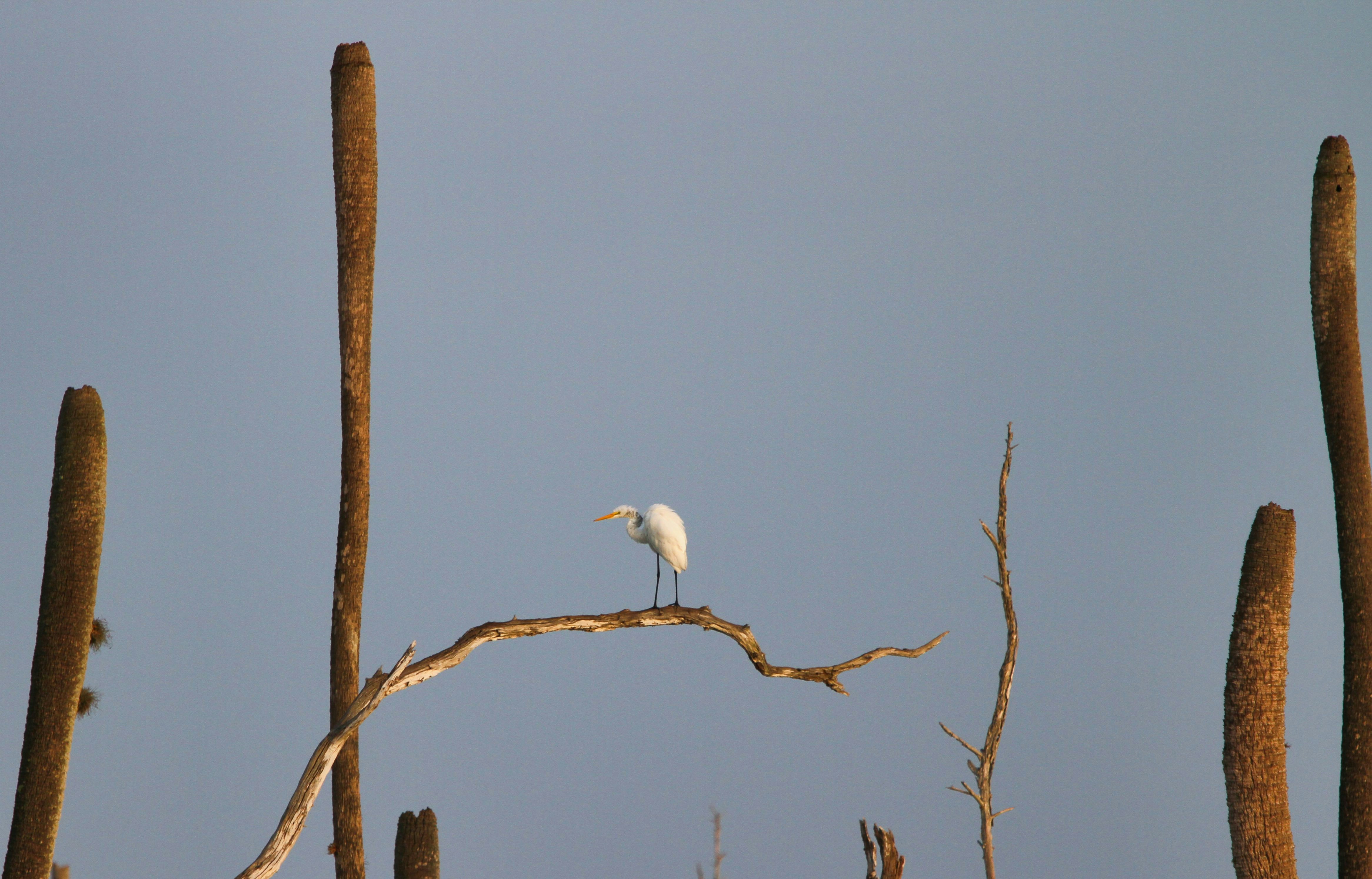 Elegance Amidst the Remnants