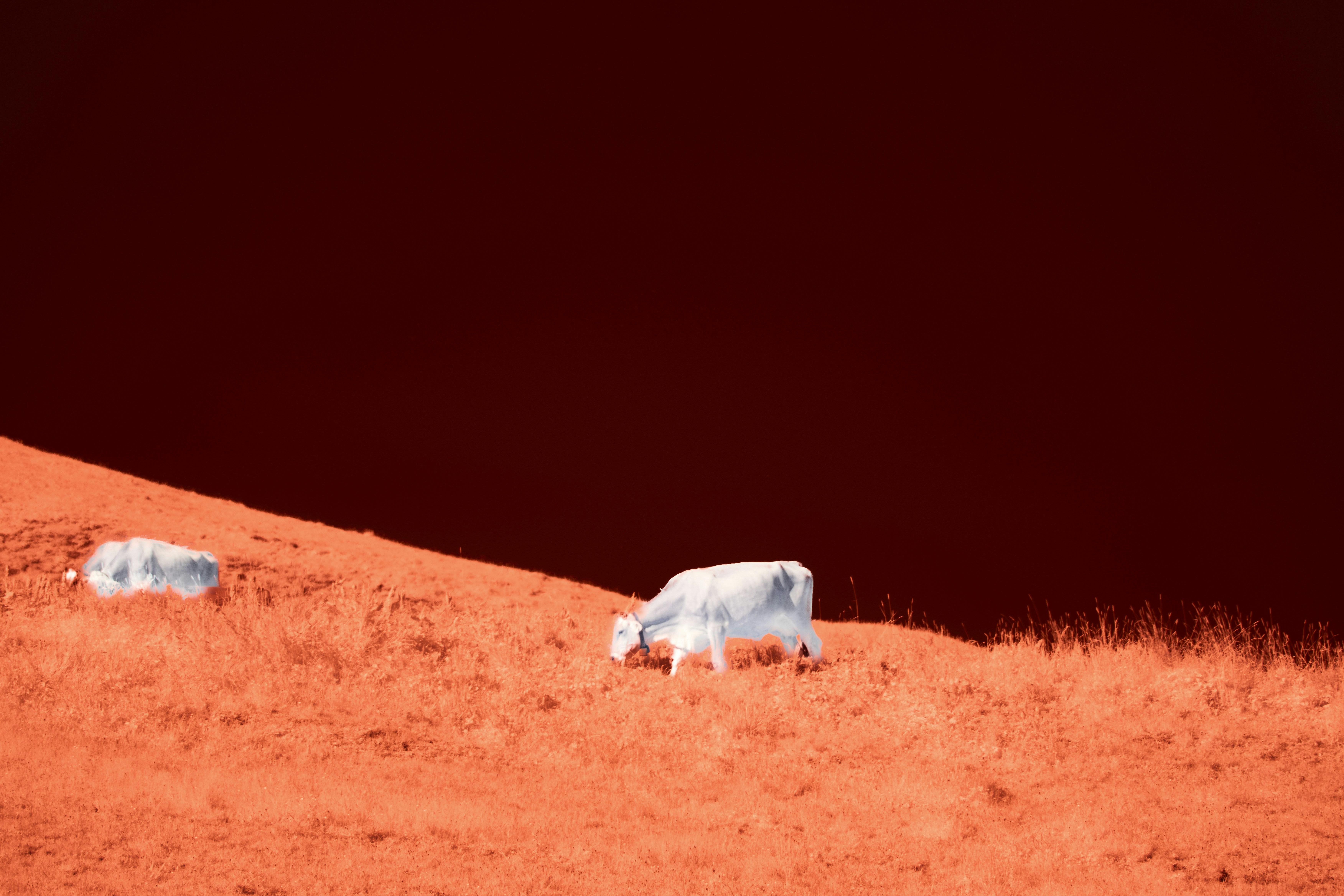 Infrared Pasture: Two White Cows on a Crimson Slope