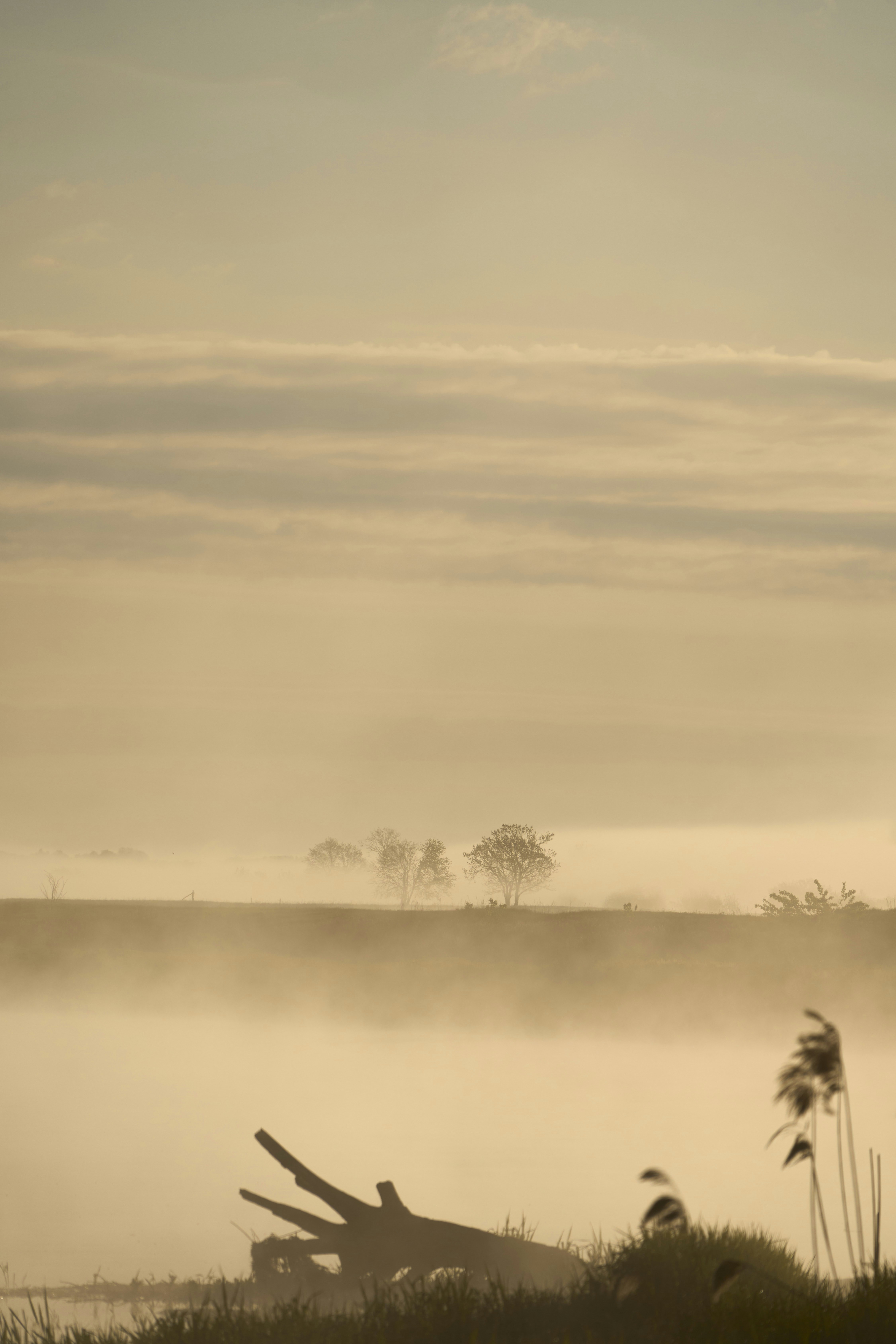 Misty morning landscape with fallen tree and reeds.