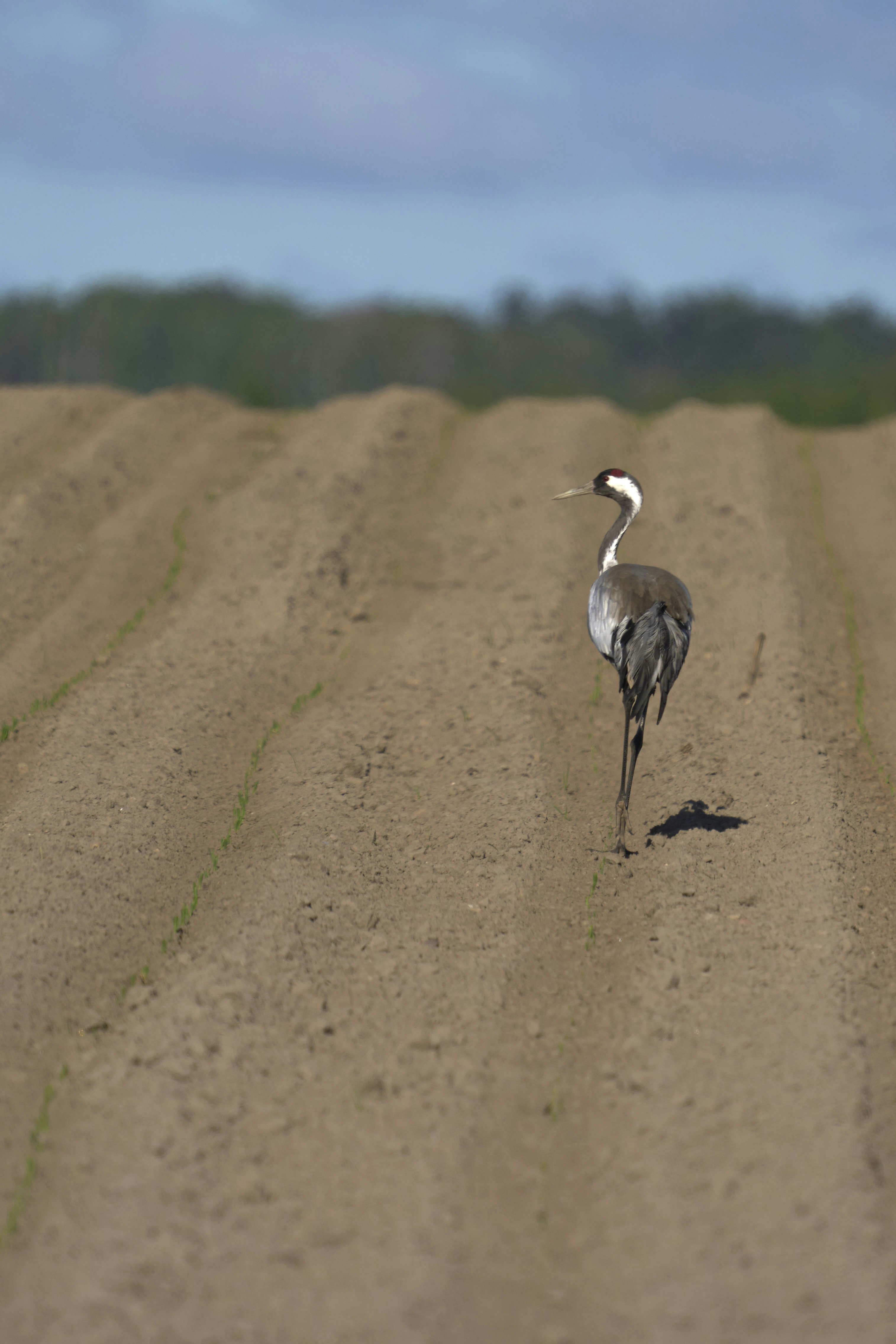 Graceful Stroll Through the Fields