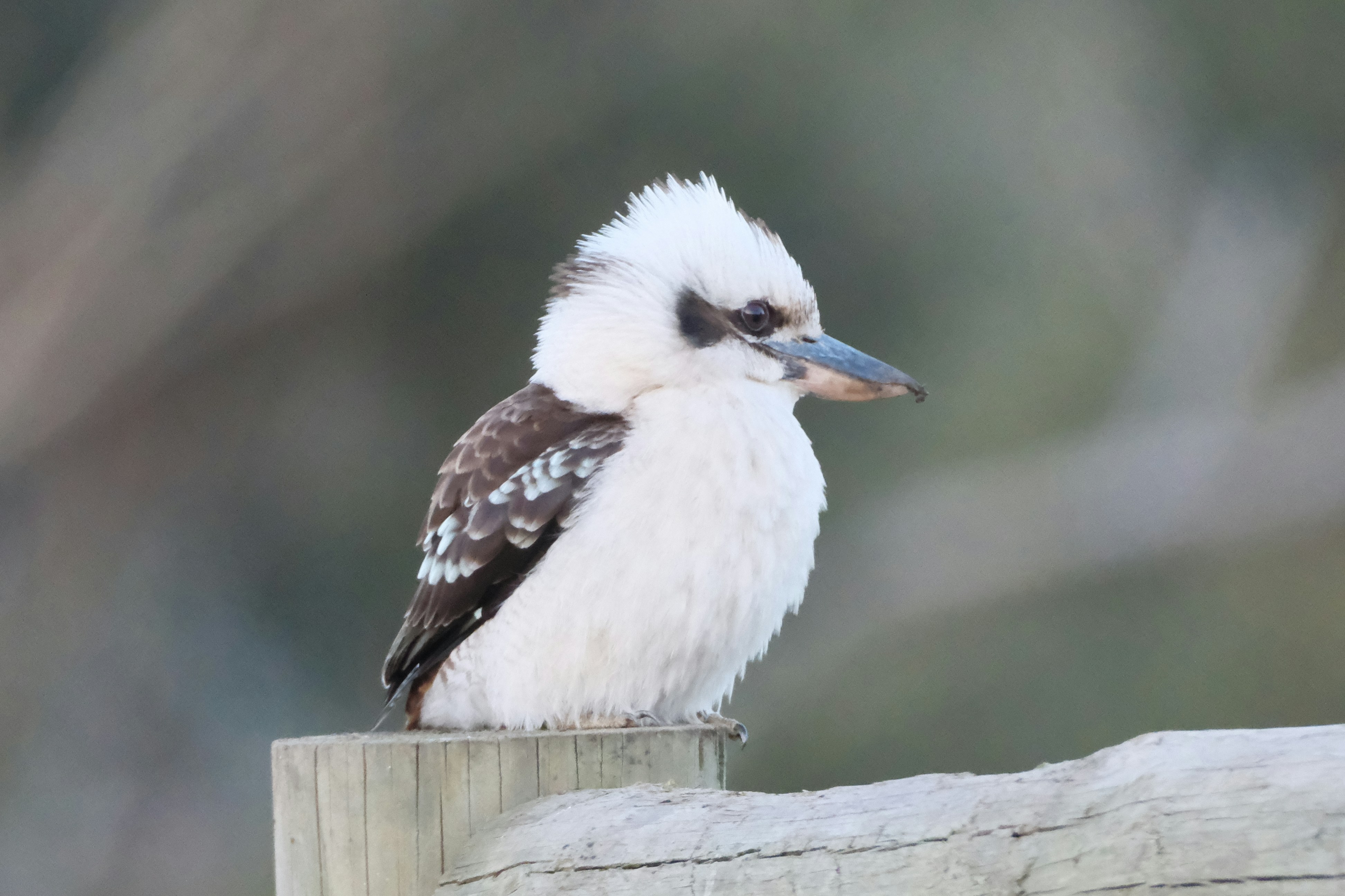 White-crested Kookaburra Perches on a Weathered Fence Post