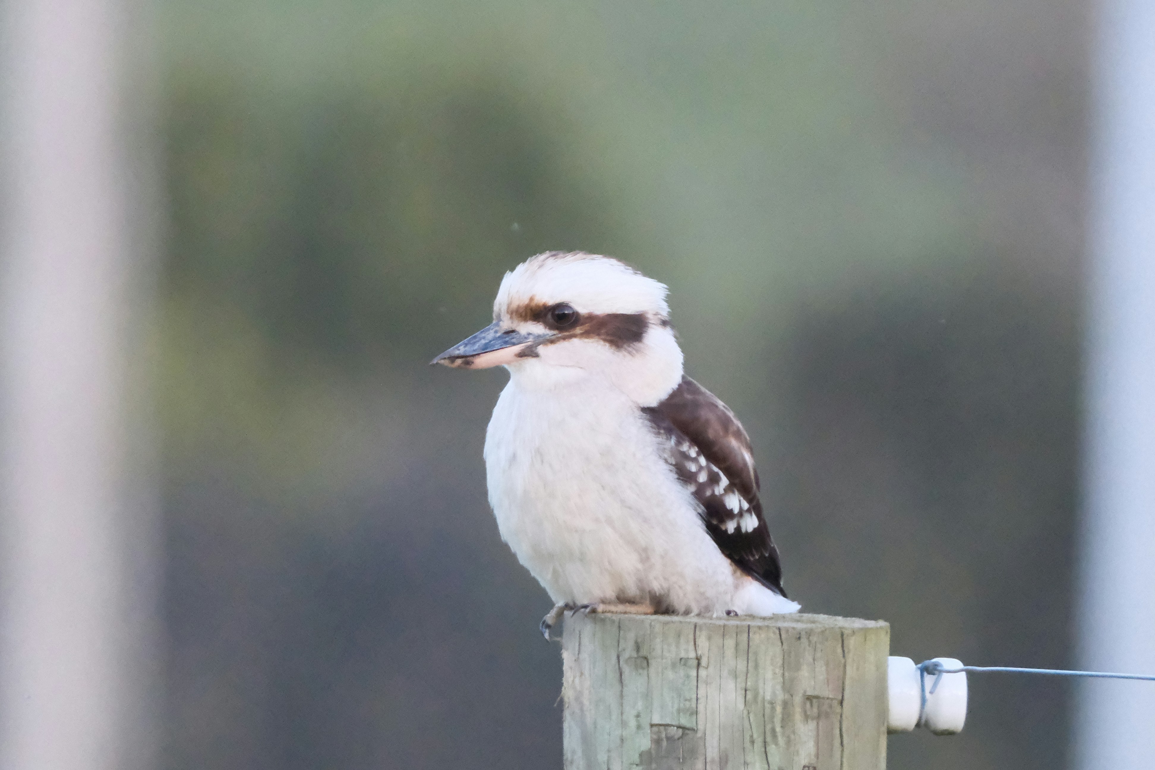 Perched Quiet: White-headed Kookaburra on a Weathered Fence Post